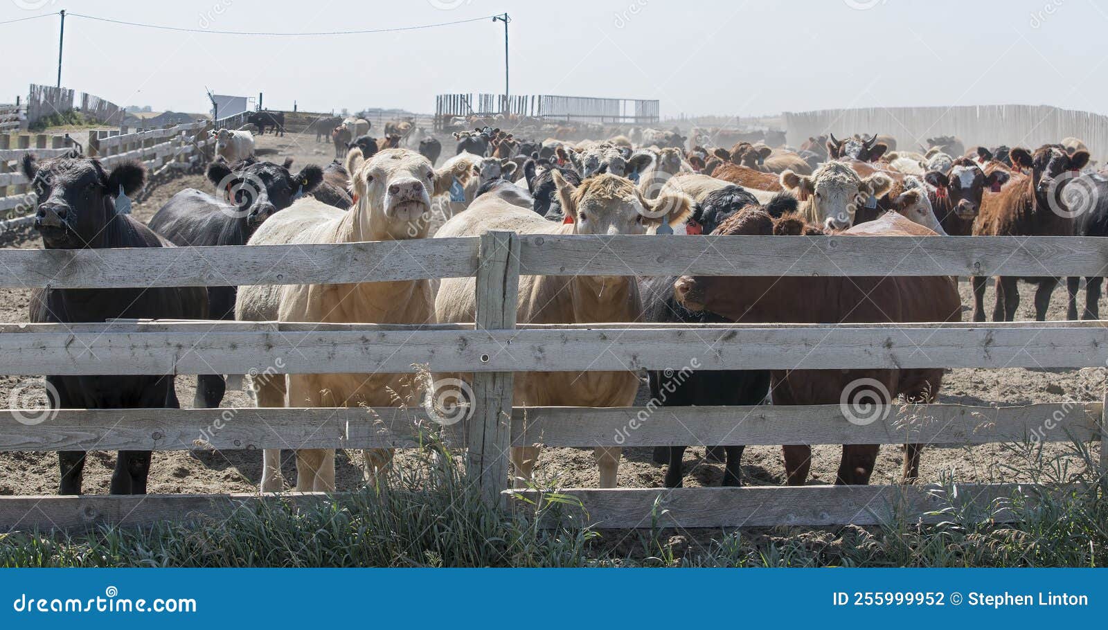 Beef Cattle in a Stockyard stock photo. Image of farm - 255999952