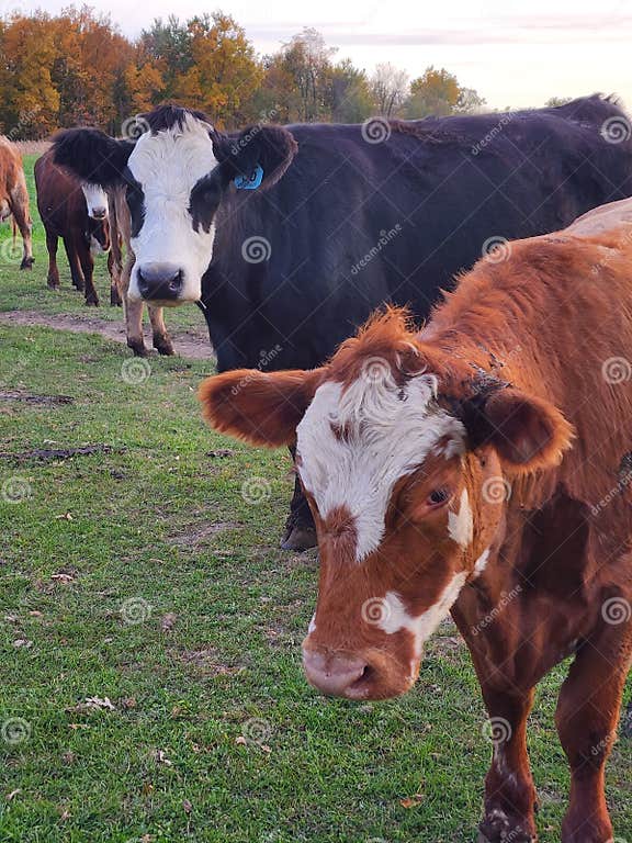 Beef cattle in Wisconsin stock image. Image of grazing - 259816605