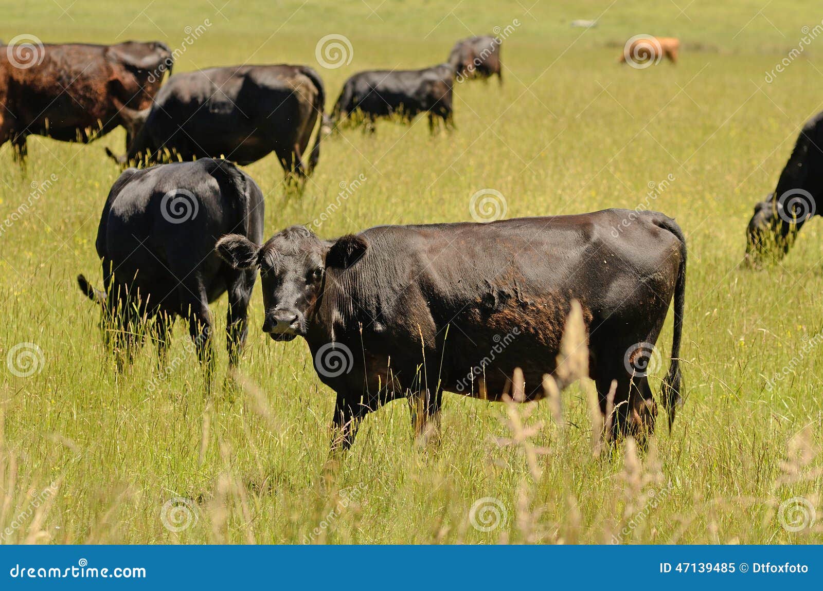 Beef Cow stock image. Image of live, ranch, steer, cattle - 47139485