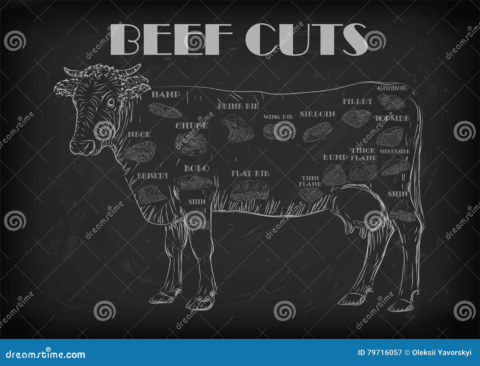 Beef Cow Bull Whole Carcass Cuts Cut Parts Infographics Scheme S Stock Vector Illustration Of