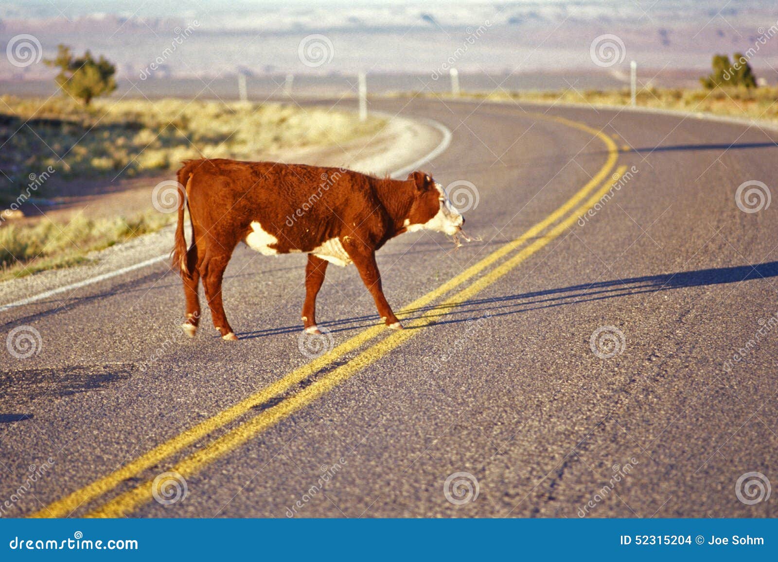 Beef Cow Crossing Highway, Open Range Farming, Monument Valley, UT ...
