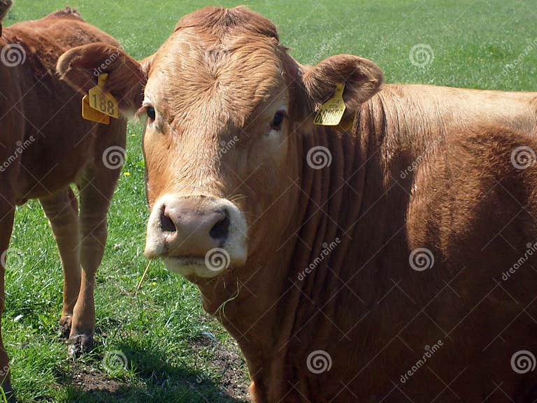 Beef cow portrait stock photo. Image of farming, farm - 5373548