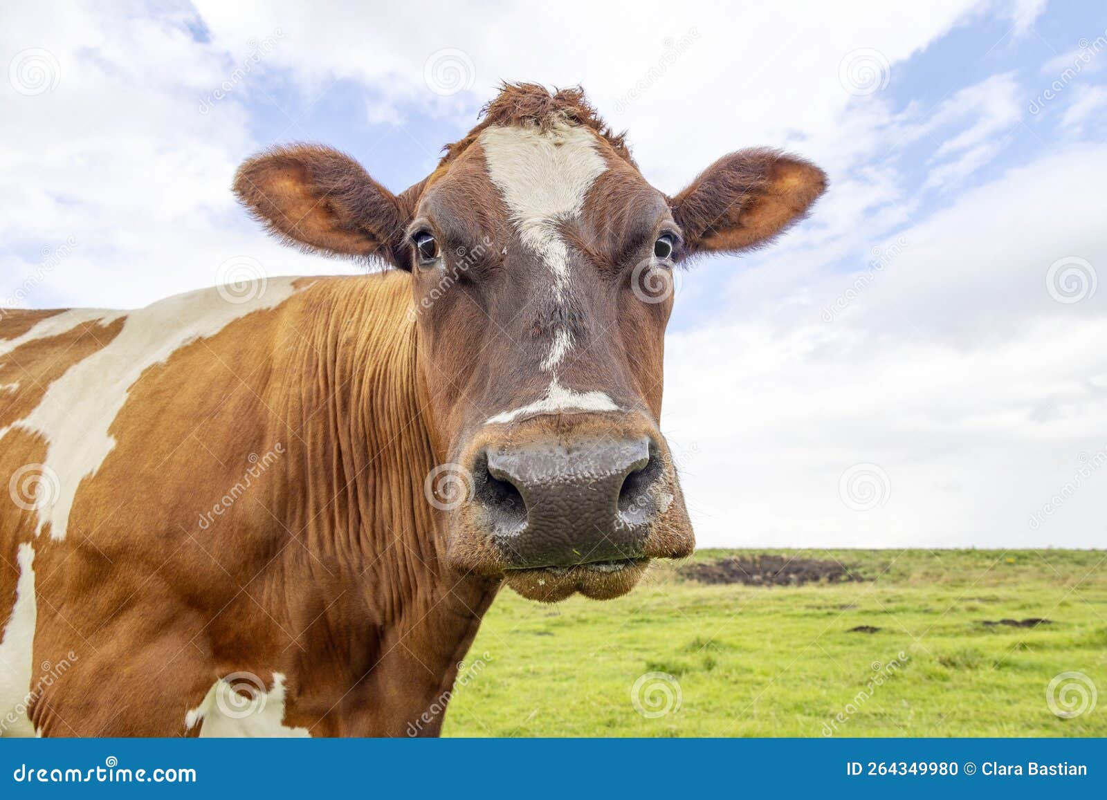 Beef Cow Portrait, a Mature and Calm Red One, Friendly and Calm ...