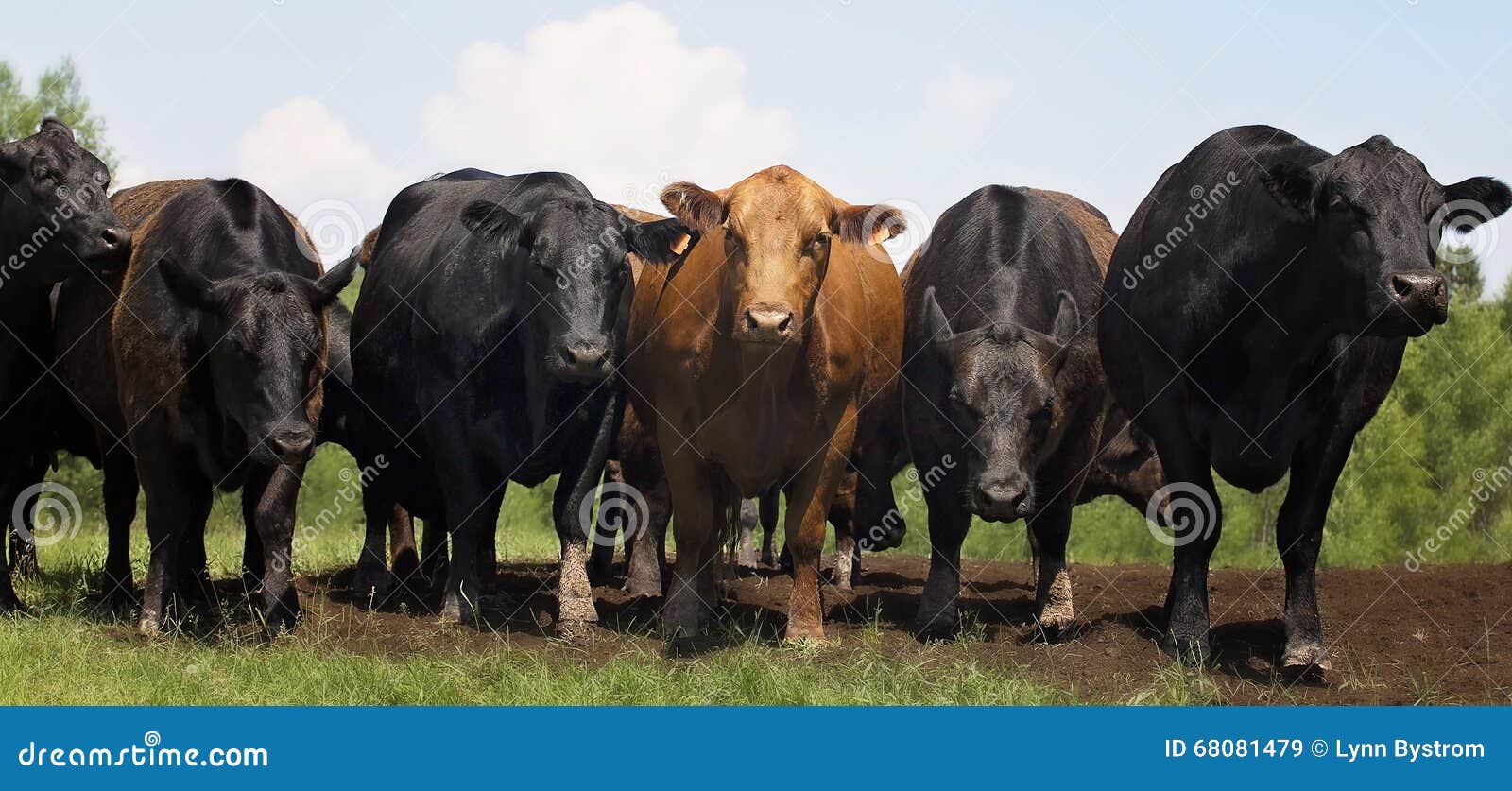 Beef cows stock image. Image of calf, close, organic - 68081479