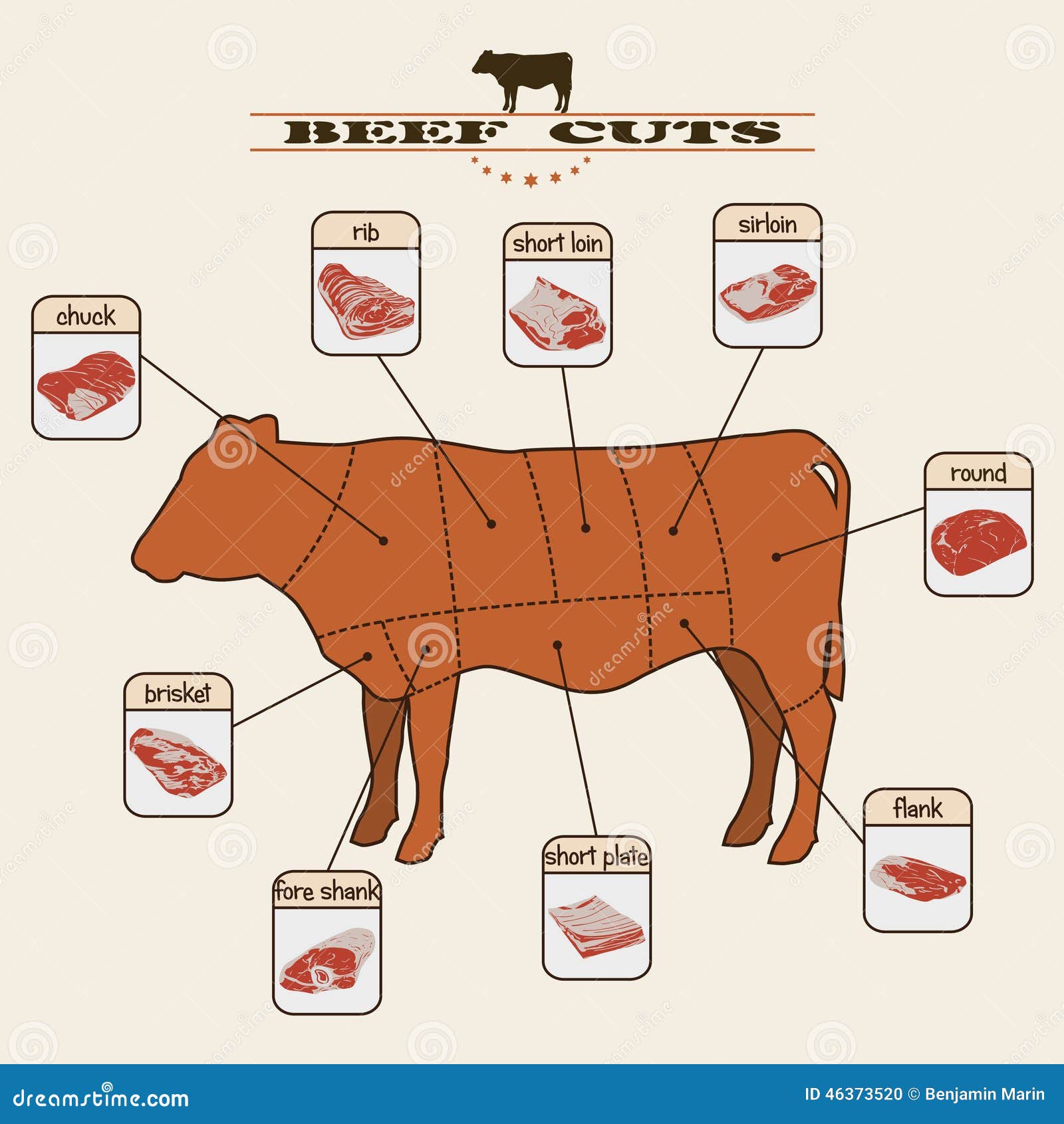 Beef cuts stock vector. Illustration of flank, animal - 46373520