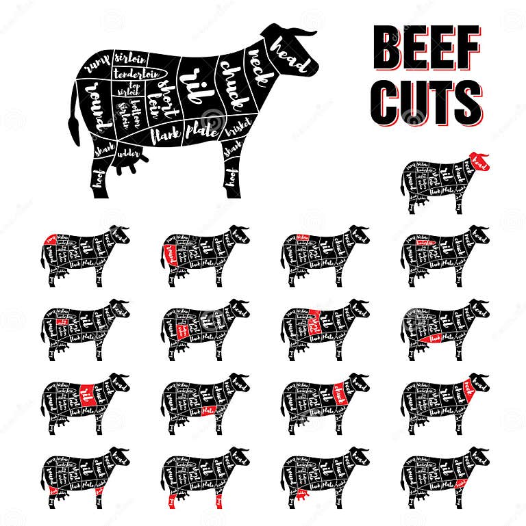 Beef Cuts Vector Template Set Stock Illustration - Illustration of ...