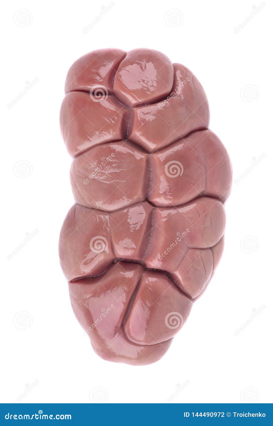 Beef Kidney Raw Isolated on White Background. Close Up. Cow Kidney ...