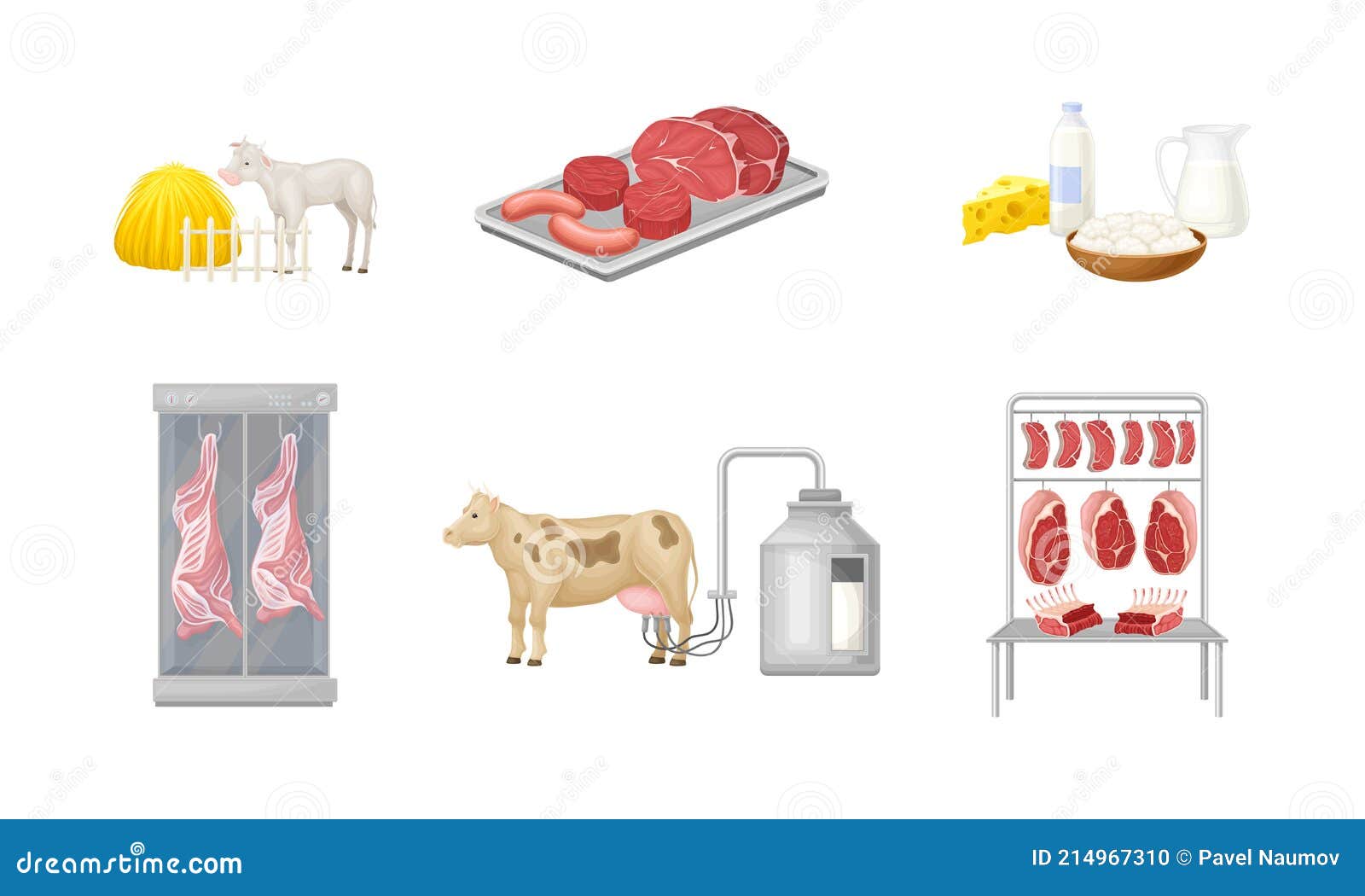 Beef Processing With Cow Grazing, Milking For Dairy Product And Meat ...