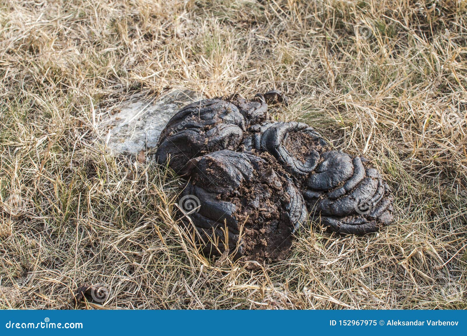Beef shit on dry grass stock image. Image of shit, dung - 152967975