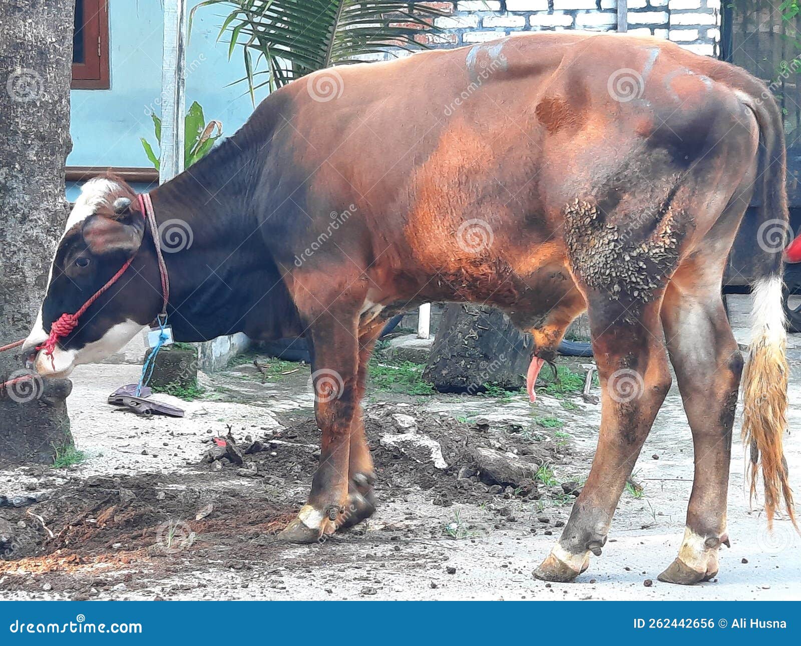 Beef before slaughter stock photo. Image of bulls, mammal - 262442656