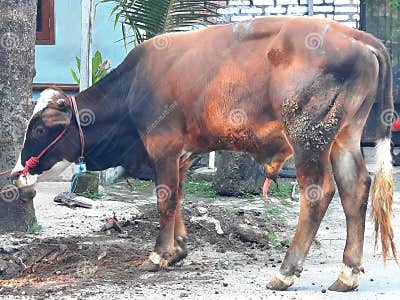 Beef before slaughter stock photo. Image of bulls, mammal - 262442656
