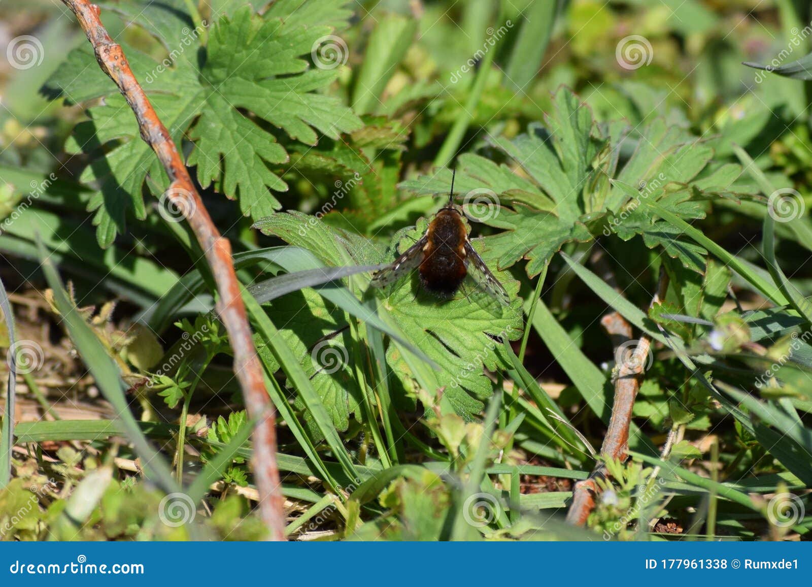 Beeflies stock photo. Image of wild, spring, proboscis - 177961338