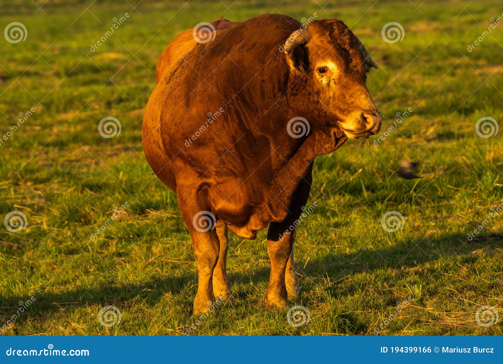 Beefy Breeding Bull in the Pasture Stock Photo - Image of field, power ...