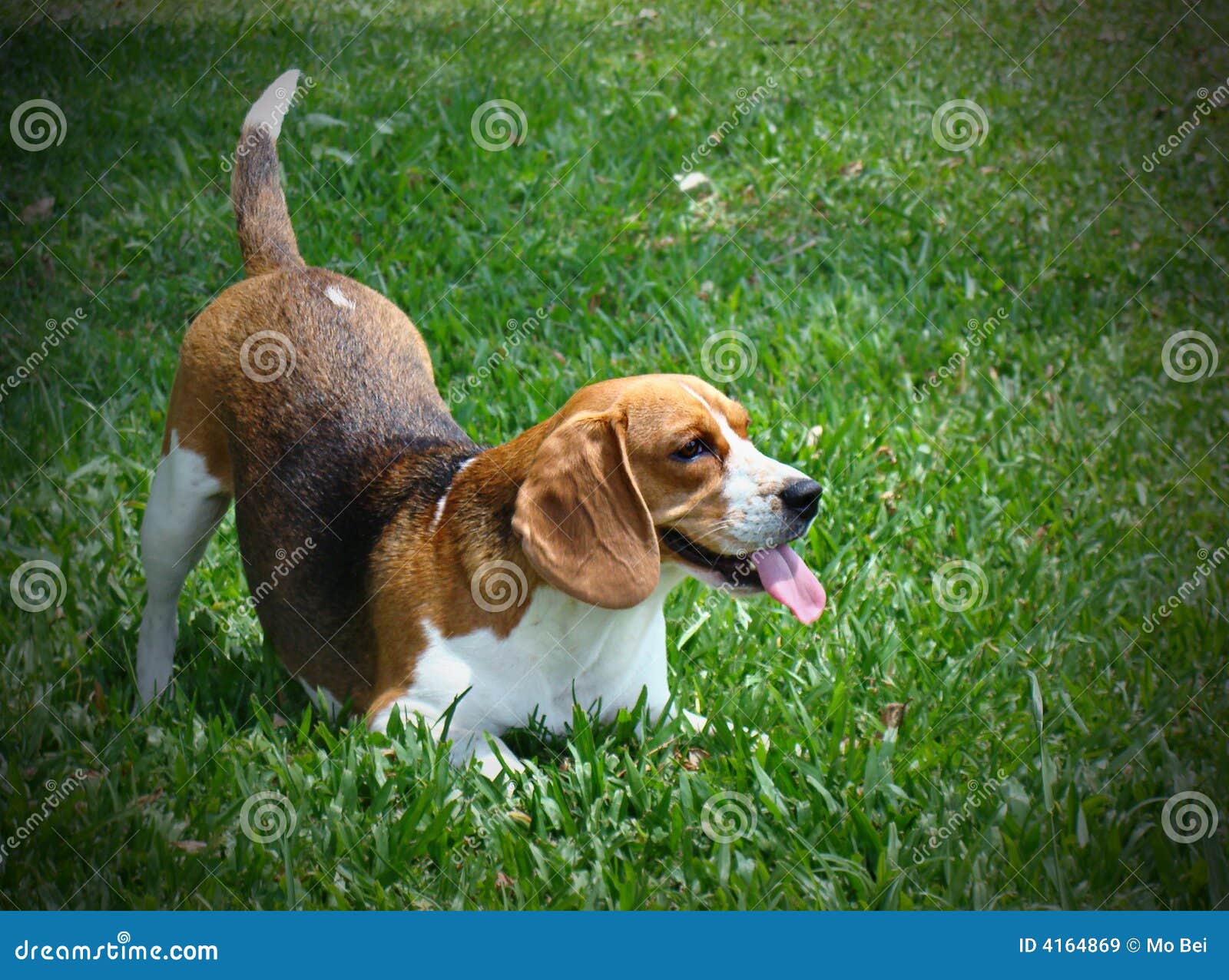Beegle dog stock image. Image of smile, green, grass, friend - 4164869