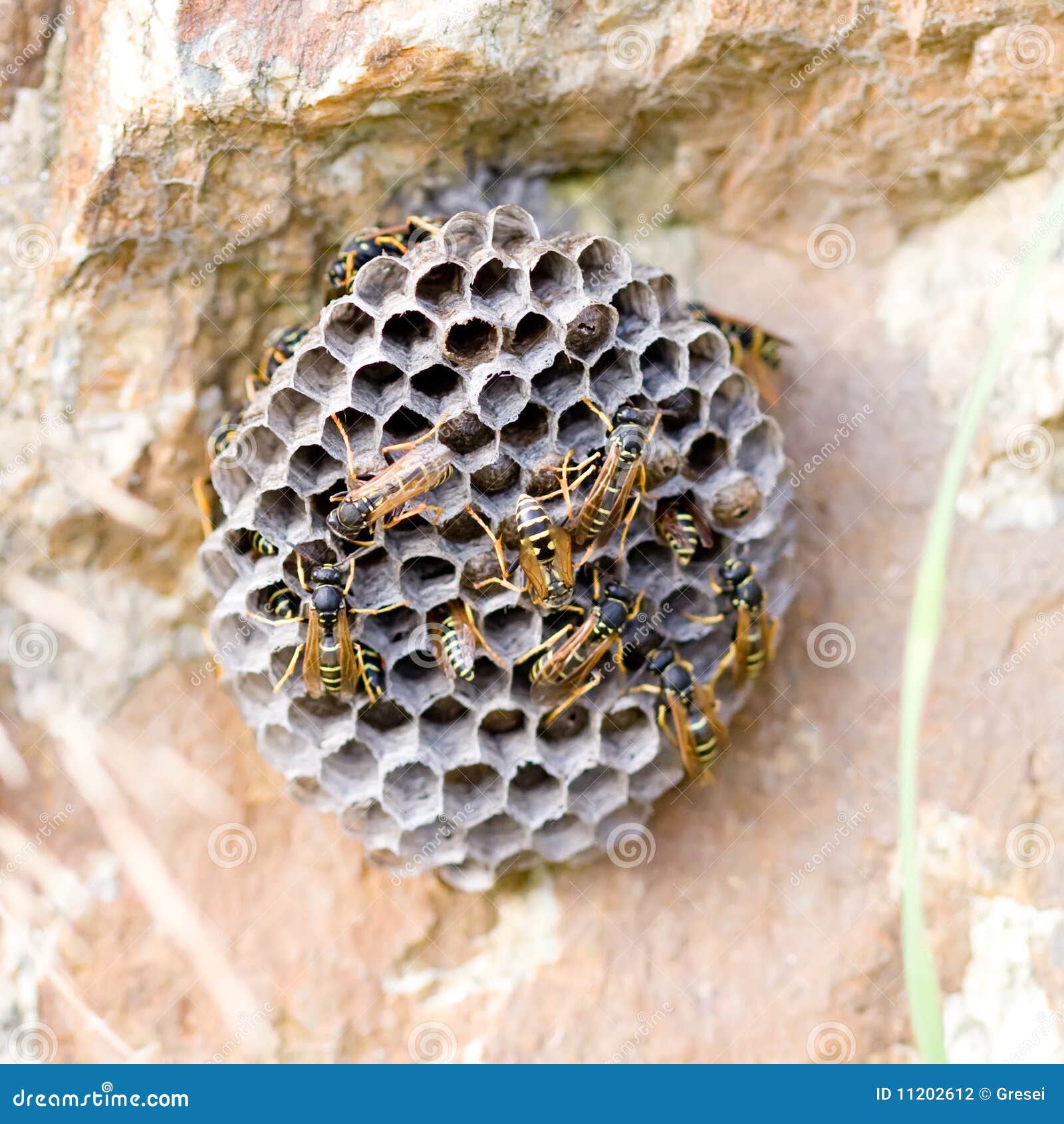 Beehive stock photo. Image of macro, busy, structure - 11202612