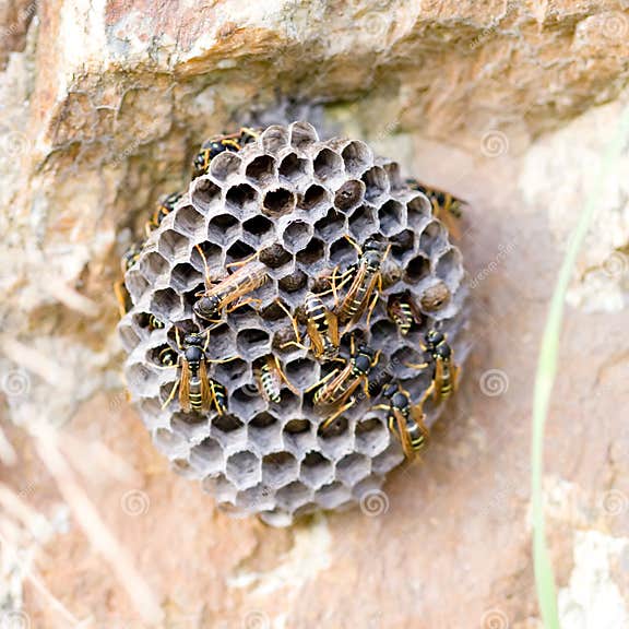 Beehive stock photo. Image of macro, busy, structure - 11202612