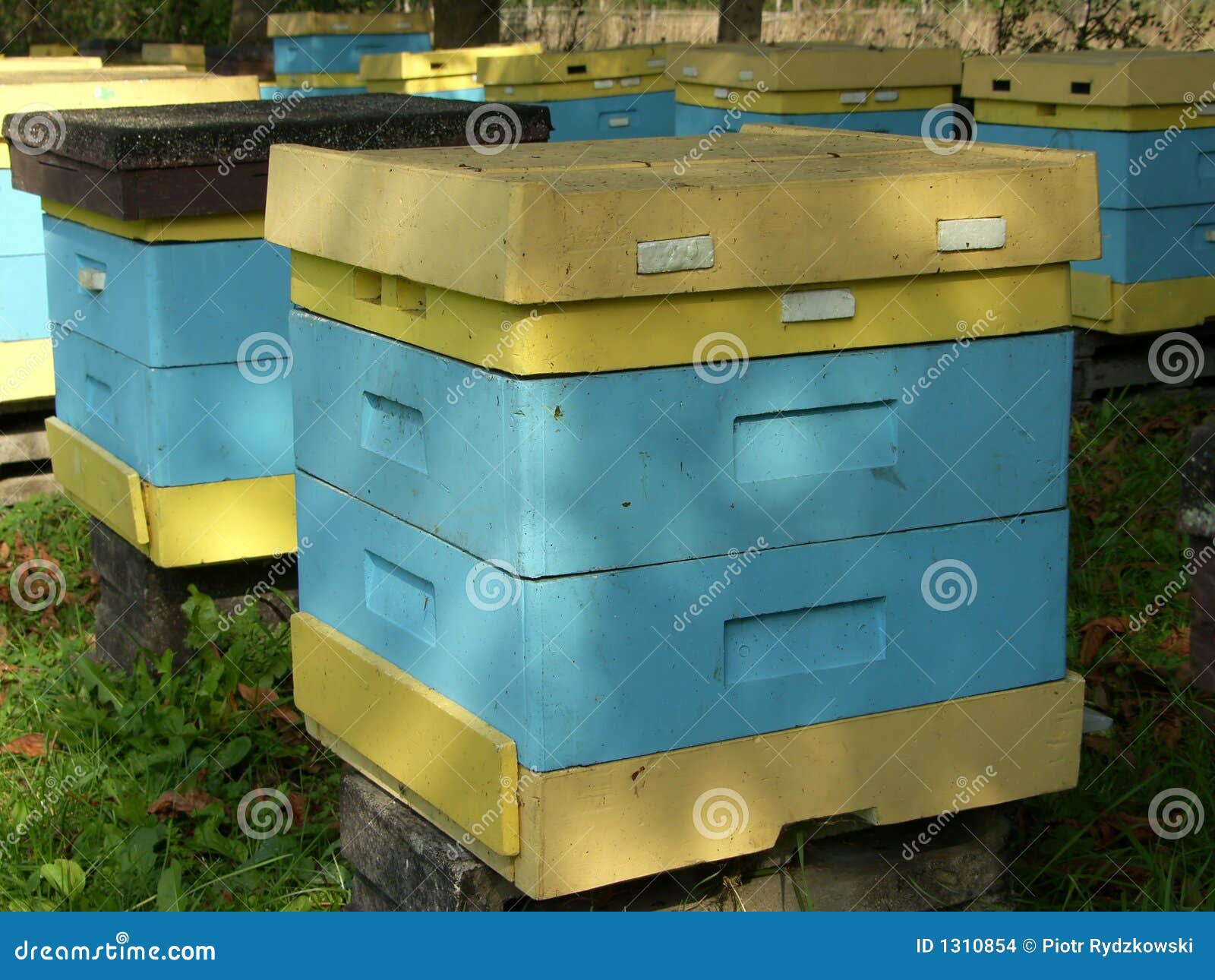 Beehive stock photo. Image of summer, nature, wood, europe - 1310854