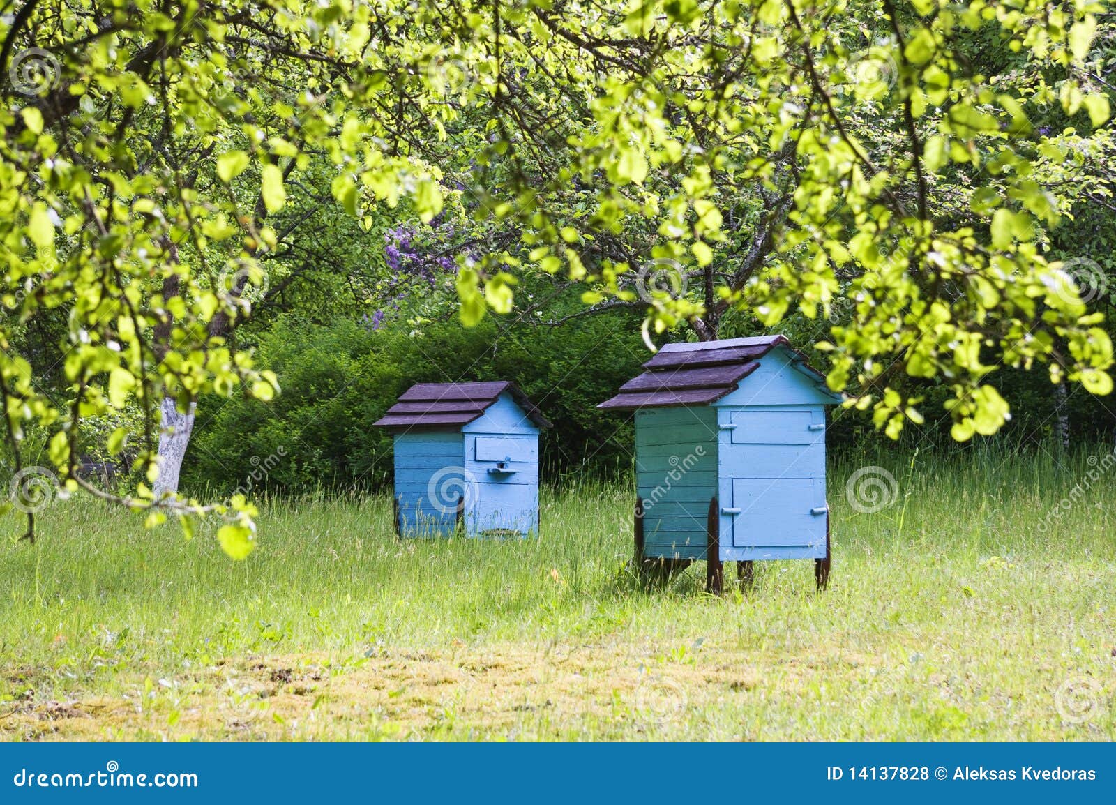 Beehive stock photo. Image of animal, agriculture, harvesting - 14137828