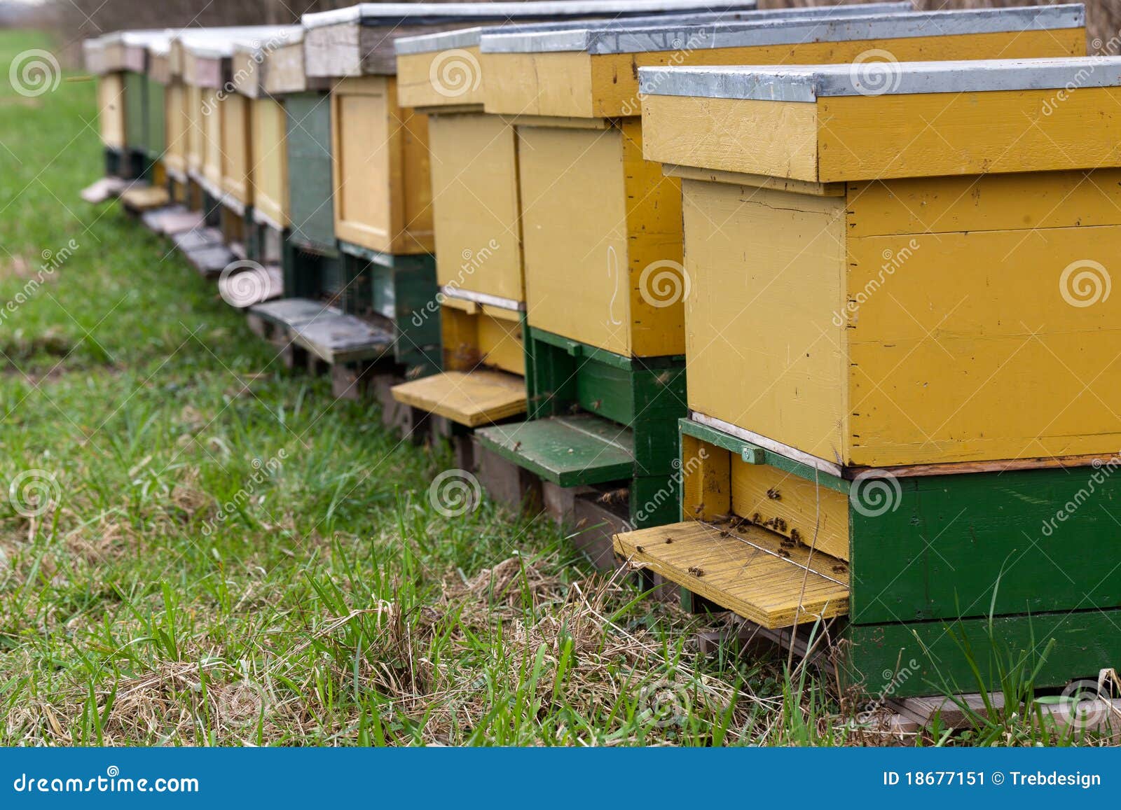 Beehive stock image. Image of green, nectar, yellow, sweat - 18677151