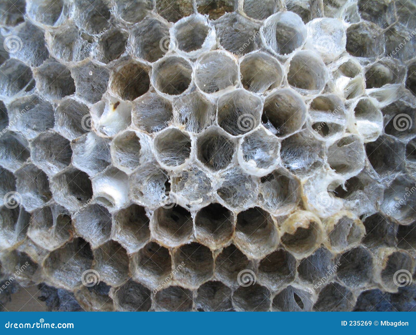 Beehive stock image. Image of geometric, ingredient, natural - 235269