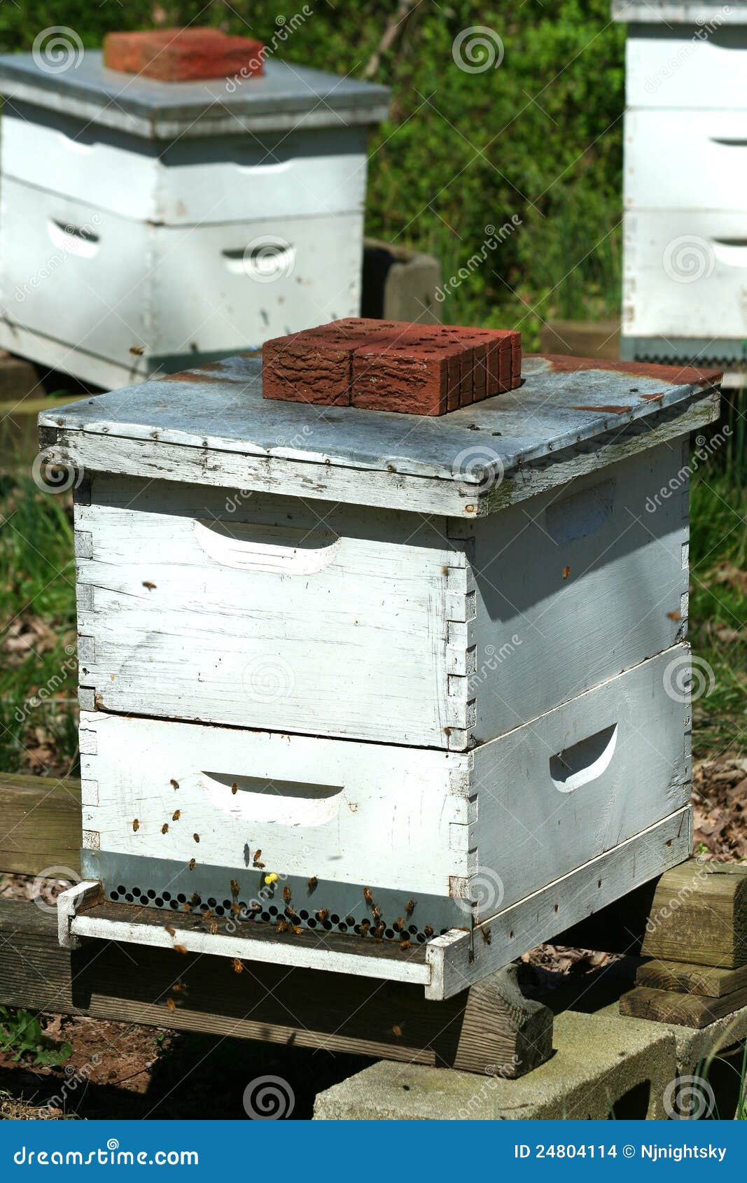 Beehive stock photo. Image of bees, nature, closeup, insects - 24804114