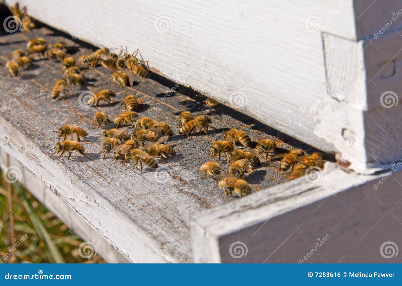 Beehive stock photo. Image of agriculture, entering, beehive - 7283616