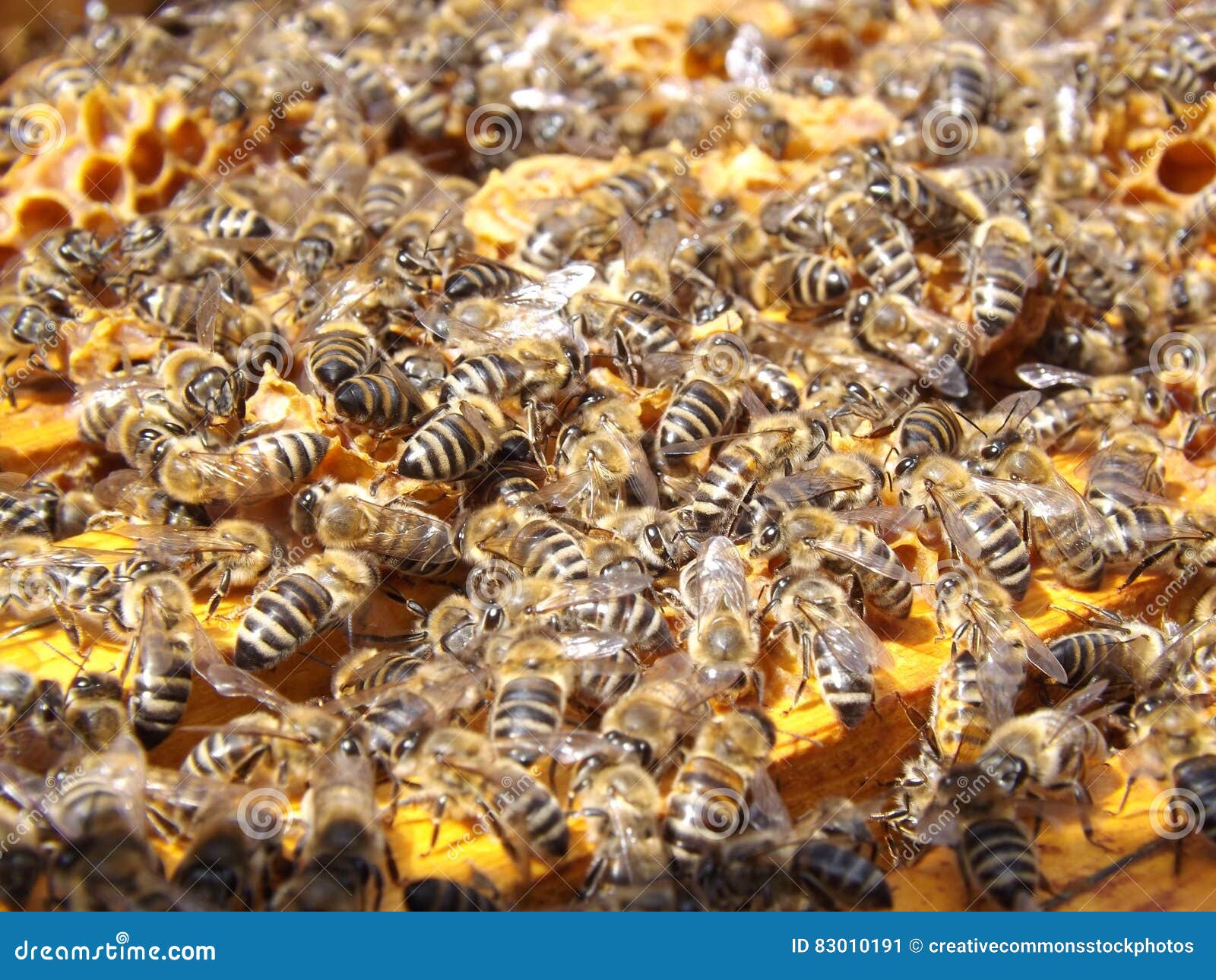 Beehive Picture. Image: 83010191