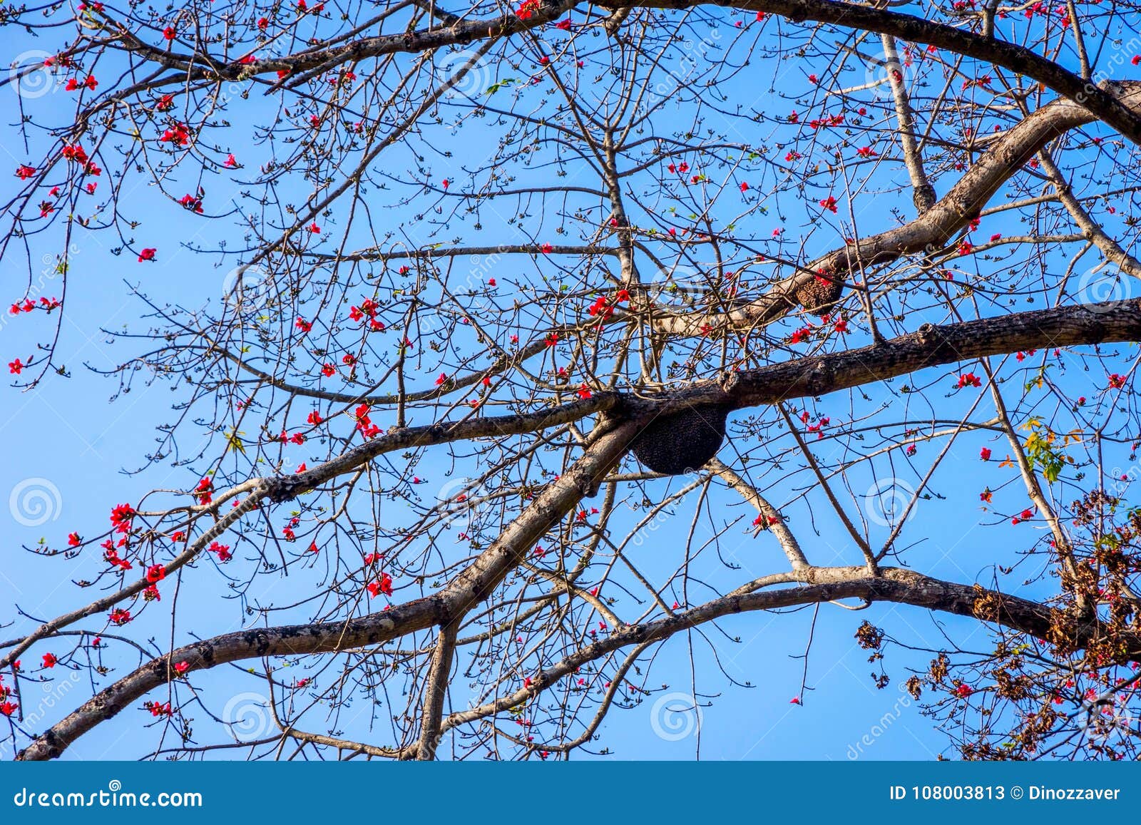 Beehive Aka Bee House on the Tree Stock Image - Image of beehive, hive ...