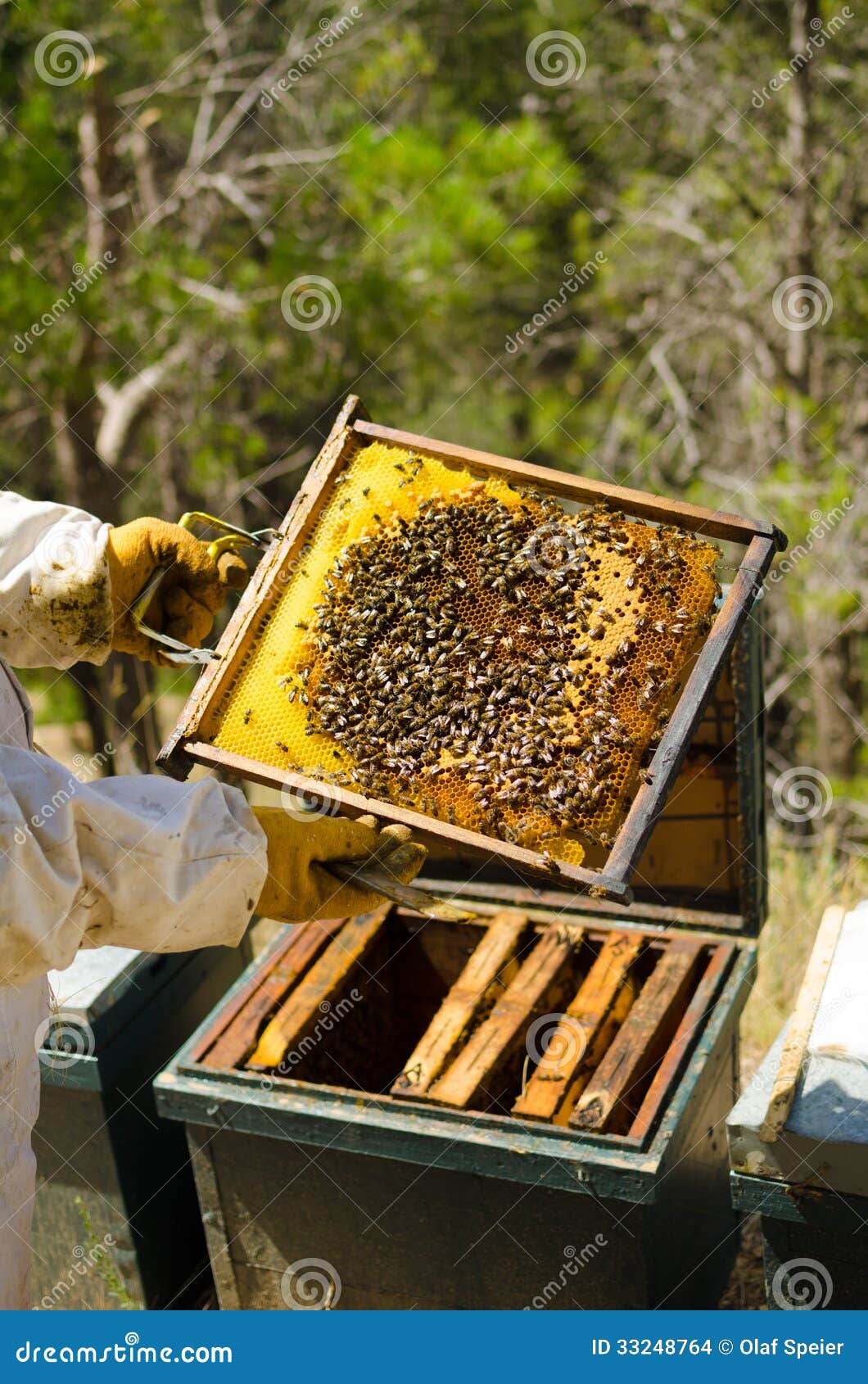 Beehive stock photo. Image of apiculture, nature, vertical - 33248764