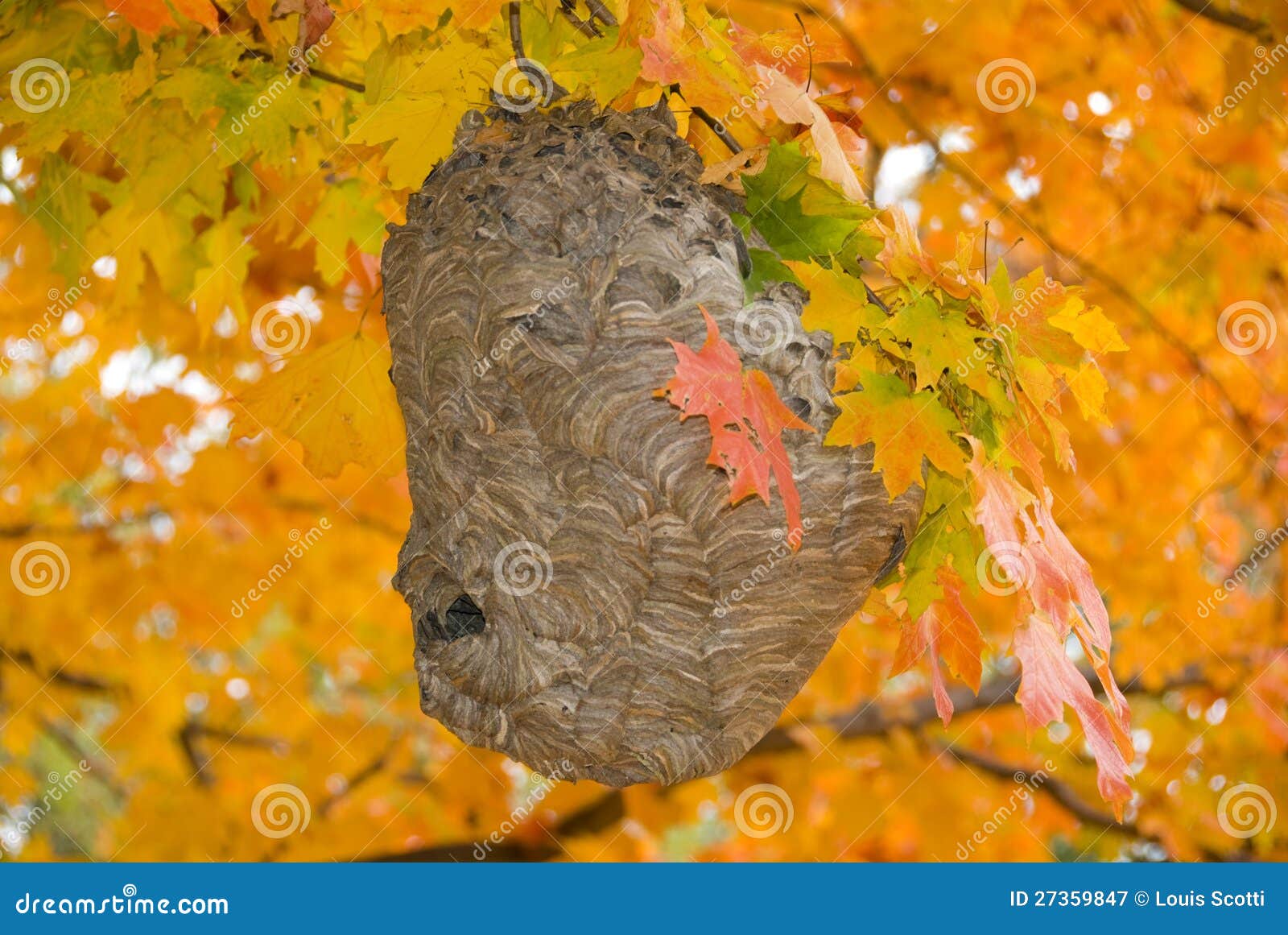 Beehive in Autumn stock image. Image of flower, hive - 27359847
