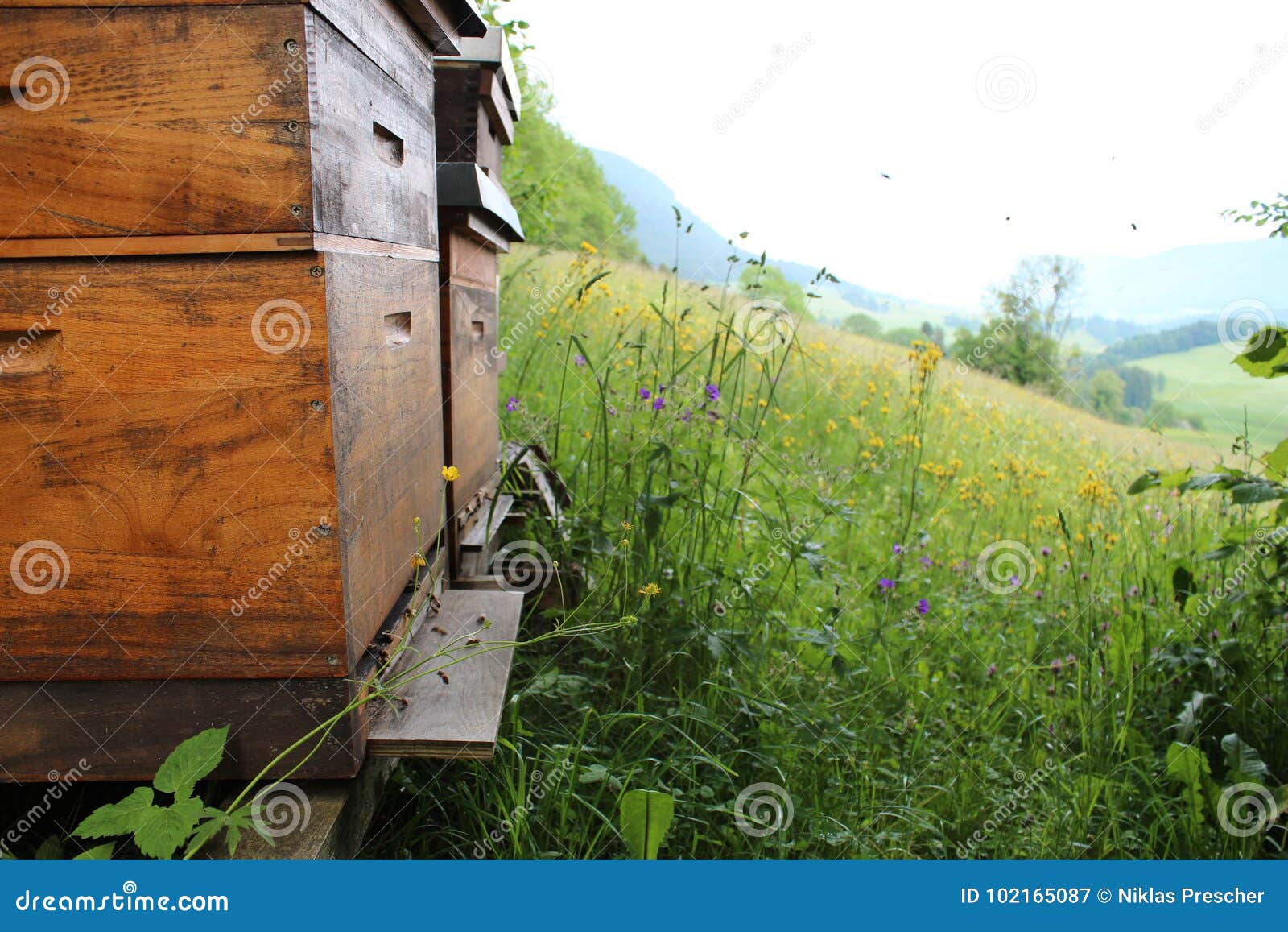 Beehive stock image. Image of colony, beehive, makro - 102165087