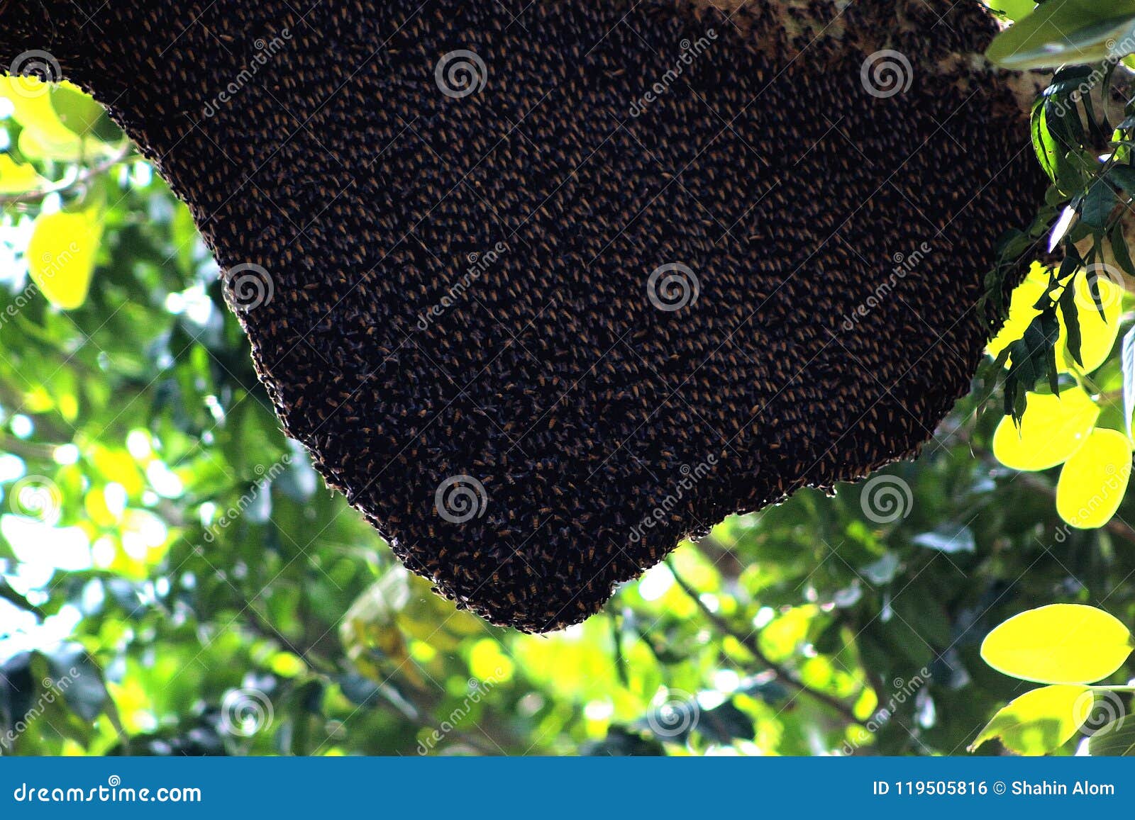Beehive stock photo. Image of nature, beauty, honey - 119505816