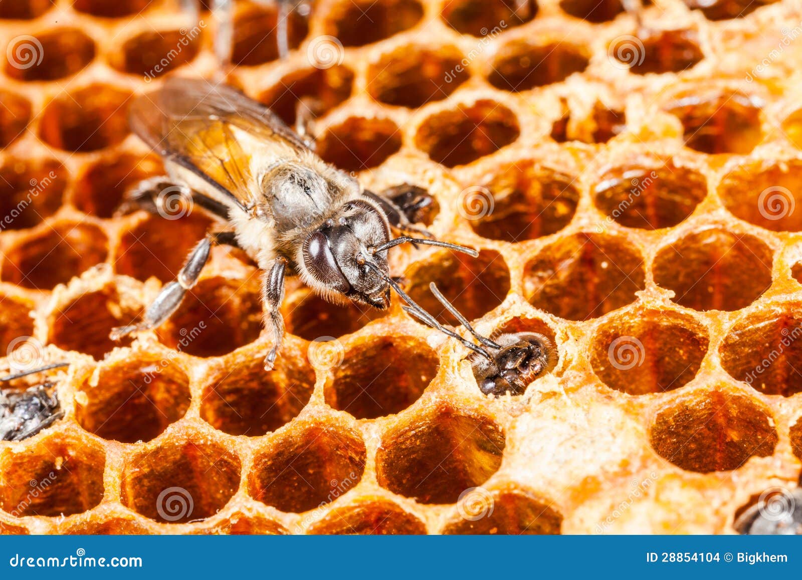 Beehive and bee stock photo. Image of abstract, golden - 28854104