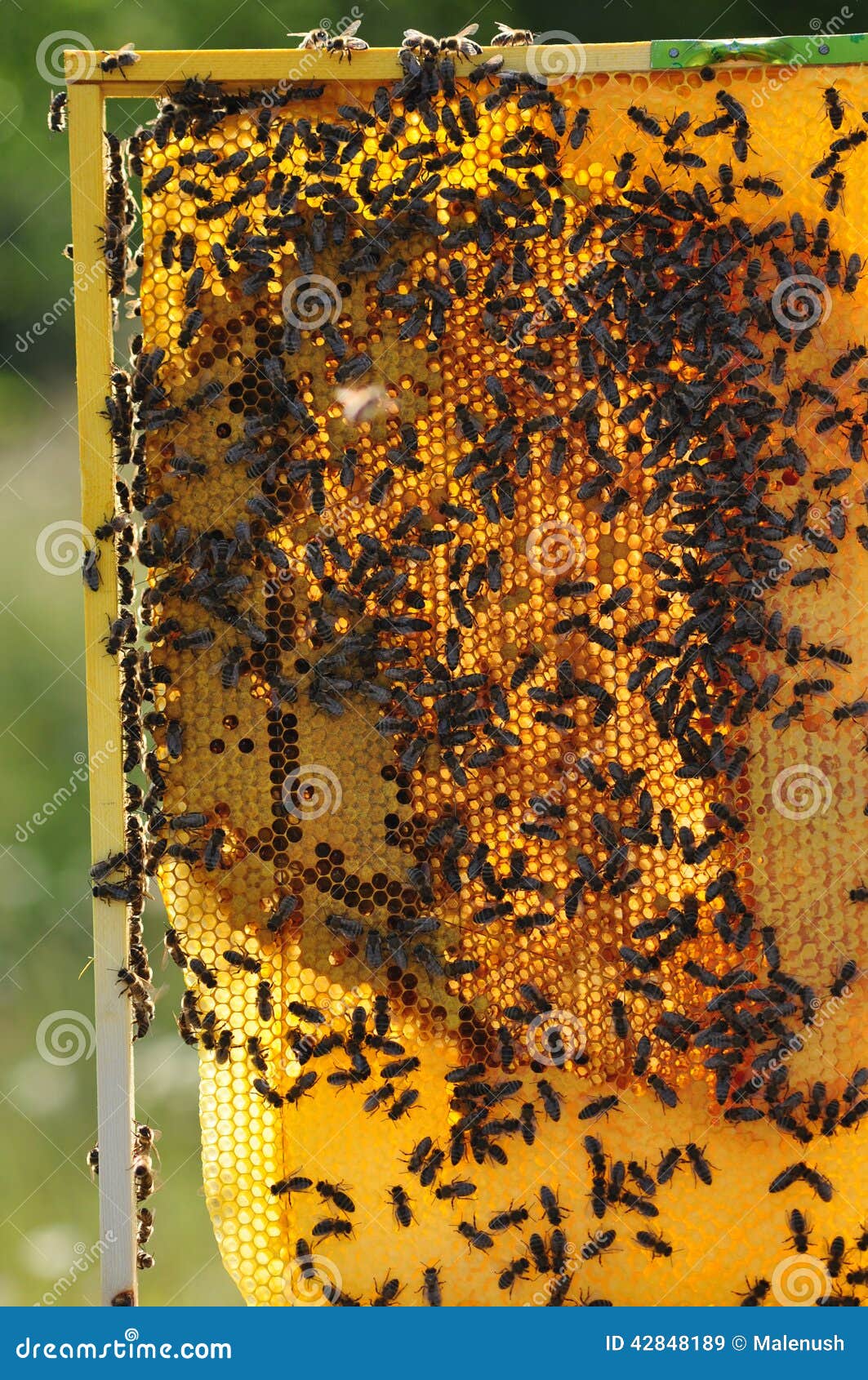 Beehive and bee stock image. Image of beekeeper, apiculture - 42848189