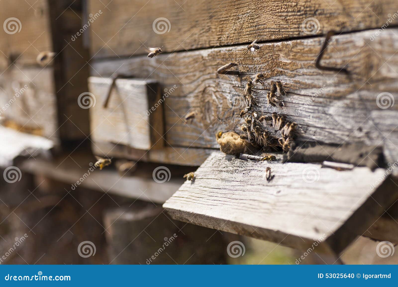 Beehive stock photo. Image of beekeeping, honey, nature - 53025640