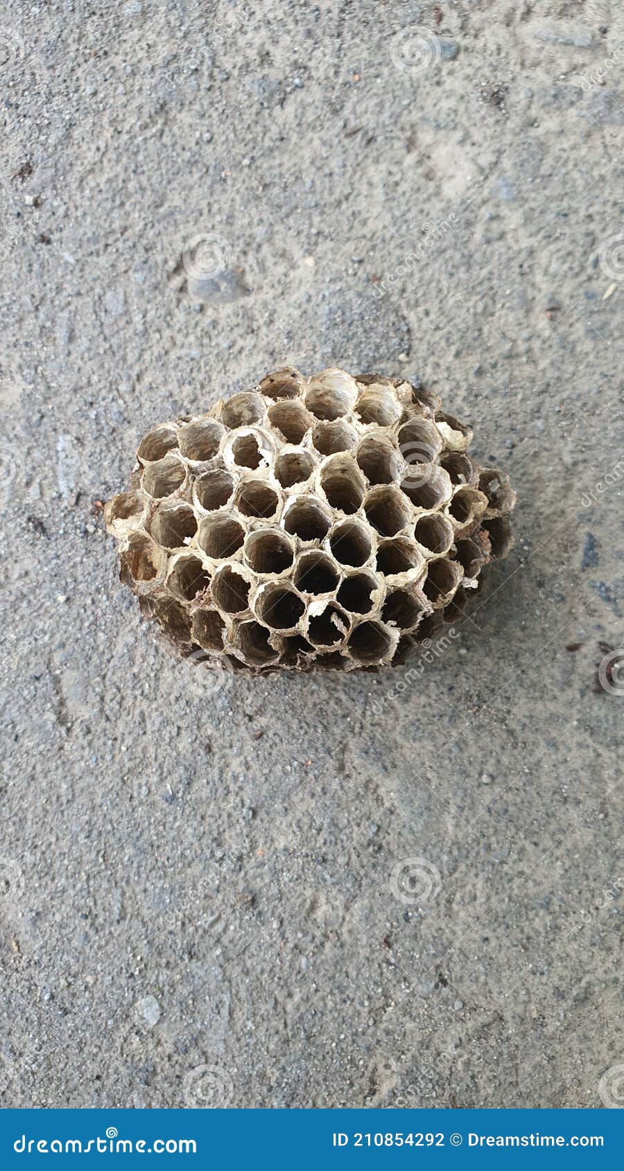 The Beehive, Home To The Honeybee Royalty-Free Stock Photo ...