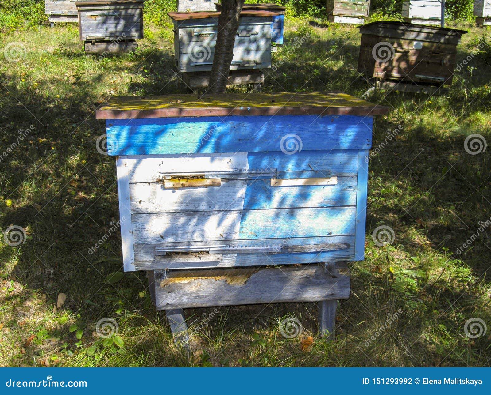 Beehive with Bees in an Apiary Stock Photo - Image of beekeeper, insect ...