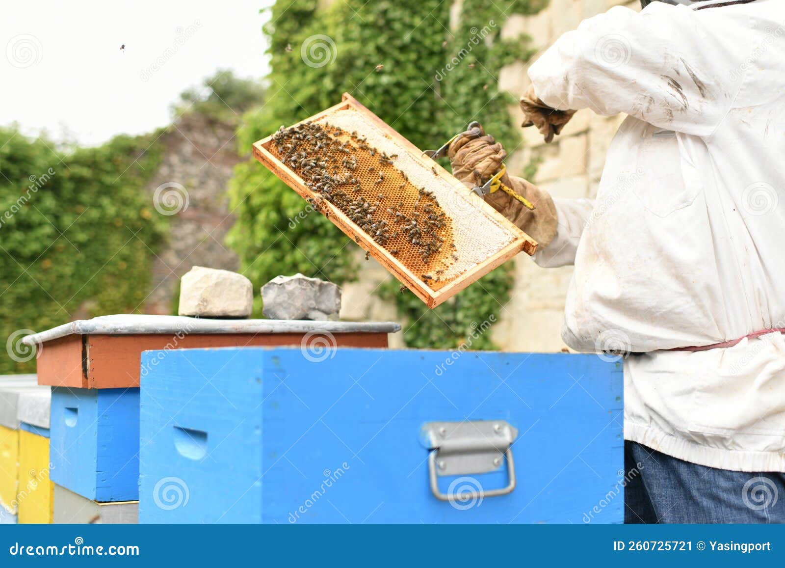 A Beehive with Bees. the Boxes with Bees Stock Image - Image of bees ...