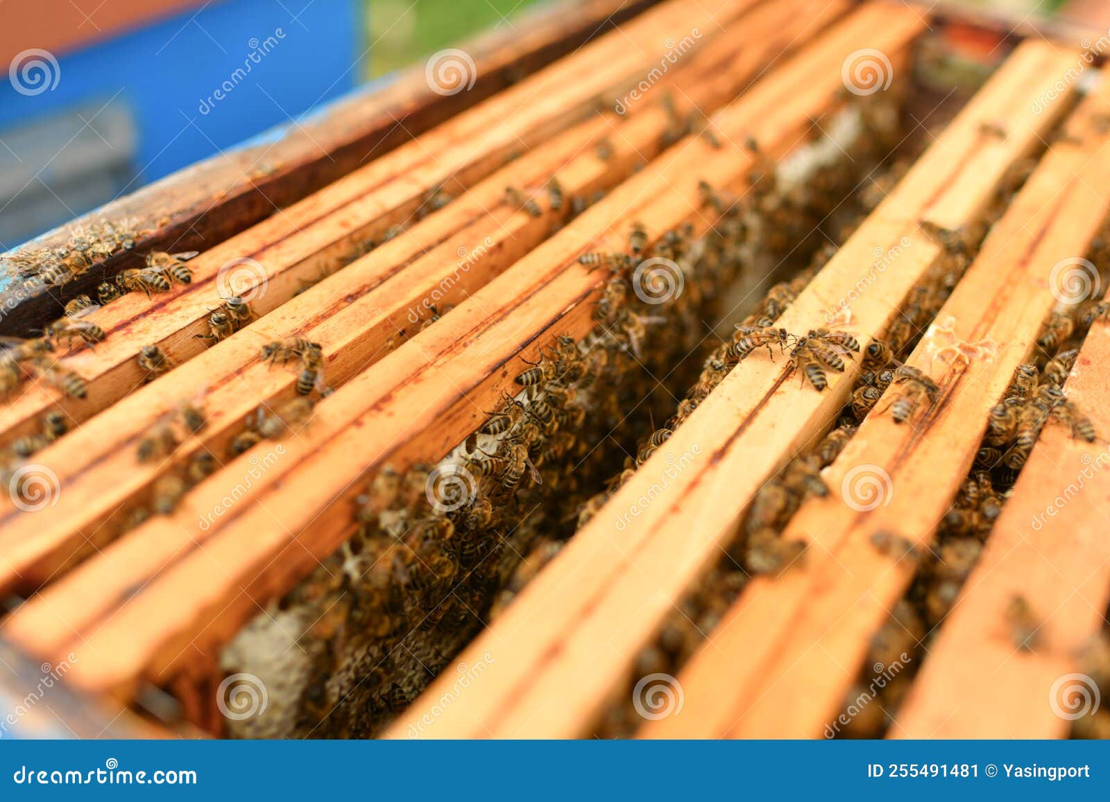 A Beehive with Bees. a Box with Bees Stock Image - Image of apiary ...