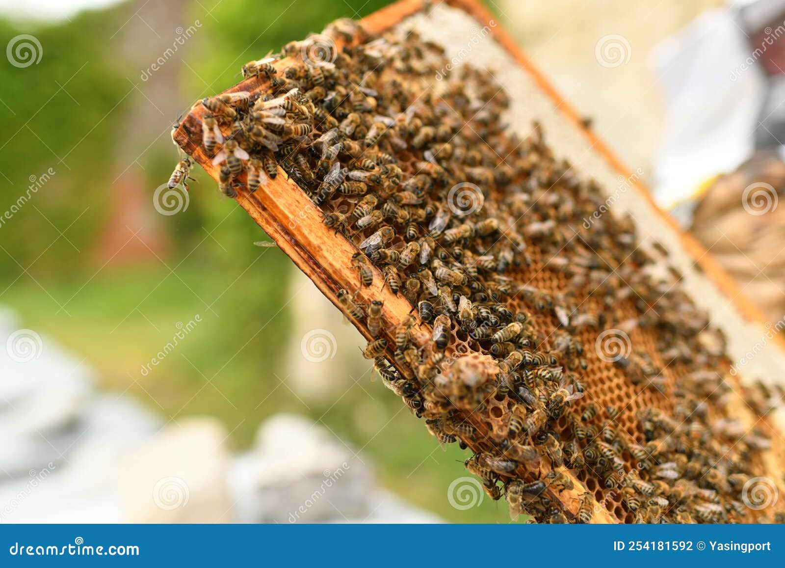 A Beehive with Bees. Close Up Macro Stock Photo - Image of insects ...