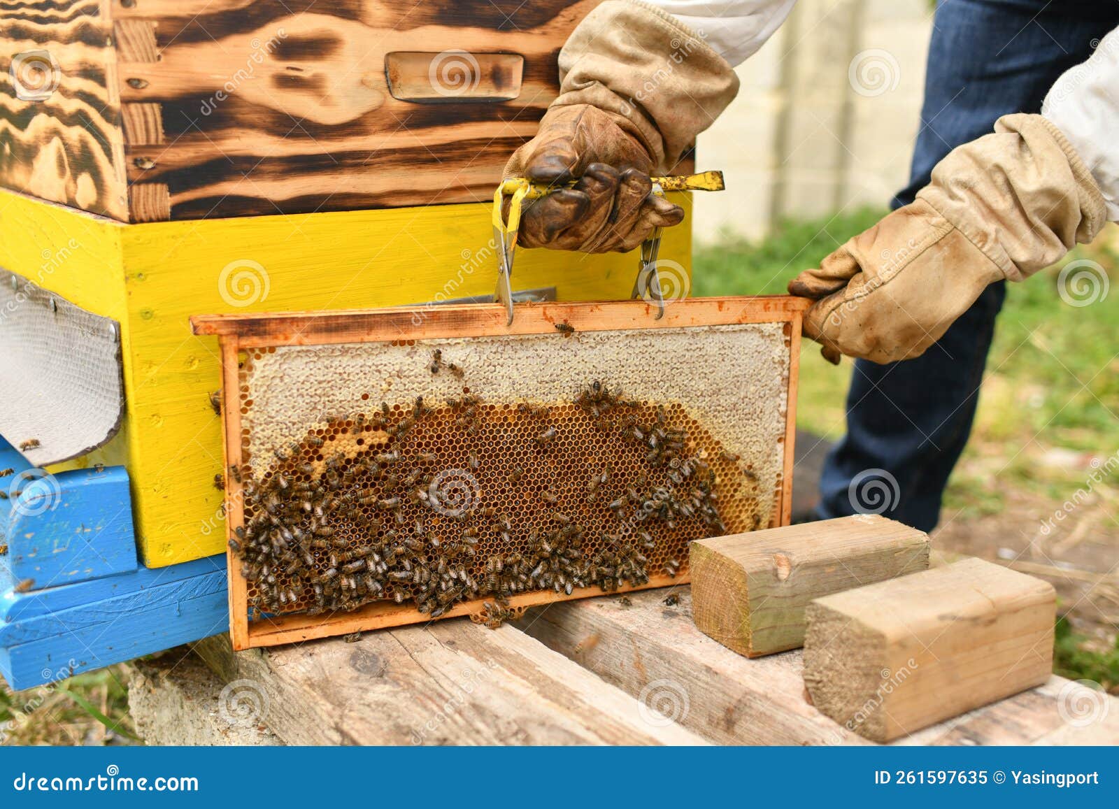A Beehive with Bees. Close Up Macro Stock Image - Image of honeybee ...