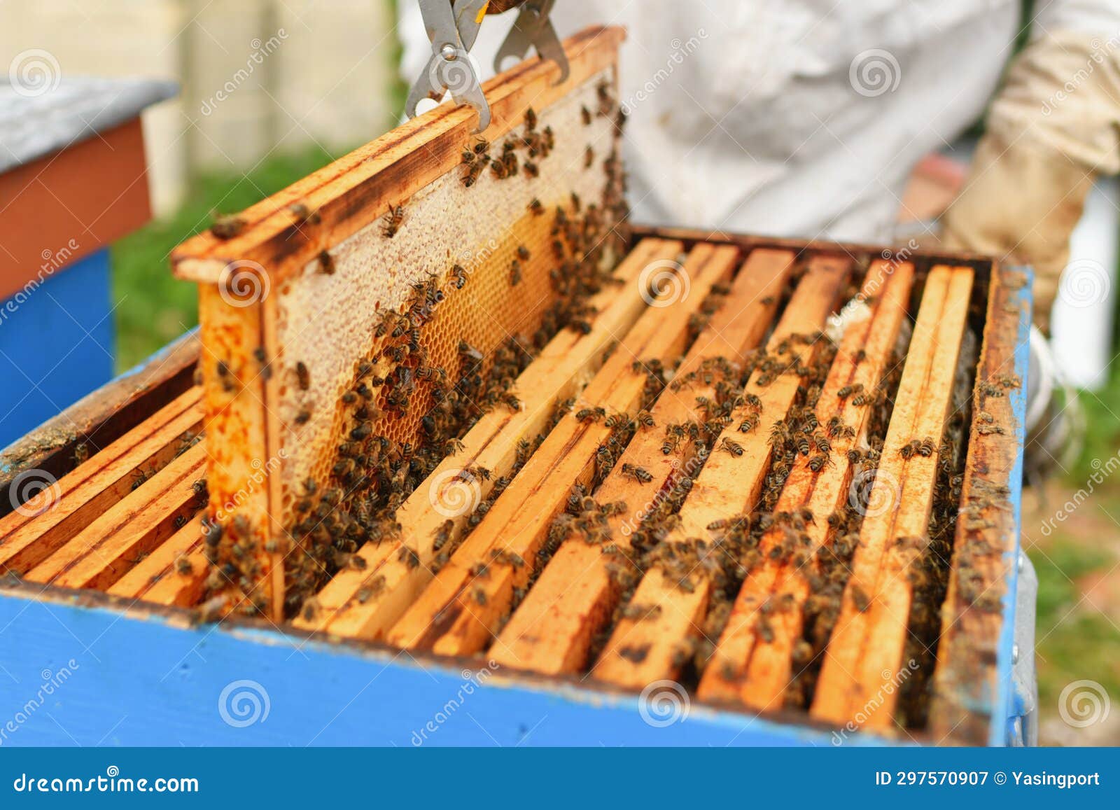 A Beehive with Bees. Close Up Macro. Stock Image - Image of bees ...
