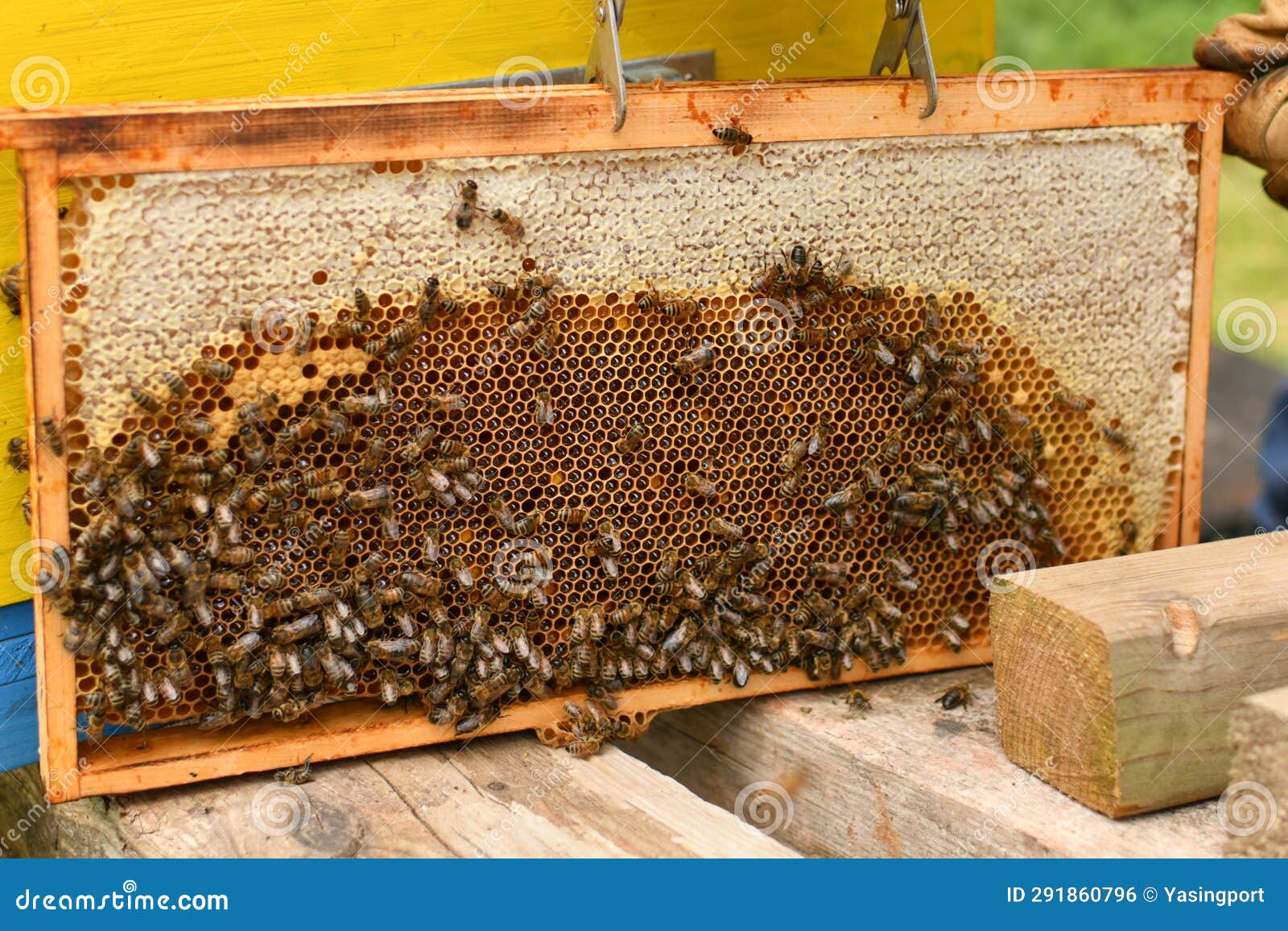 A Beehive with Bees. Close Up Macro. Stock Photo - Image of honey, cell ...