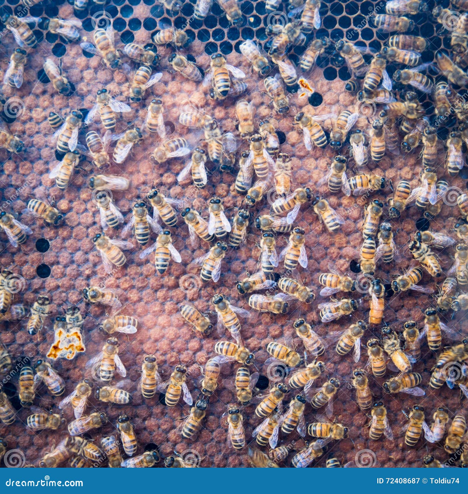 Beehive and Bees Exhibited in a Glass Case. Stock Image - Image of ...