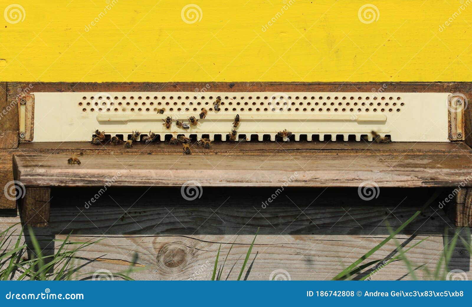 Beehive with Bees when Flying Stock Photo - Image of insect, fauna ...