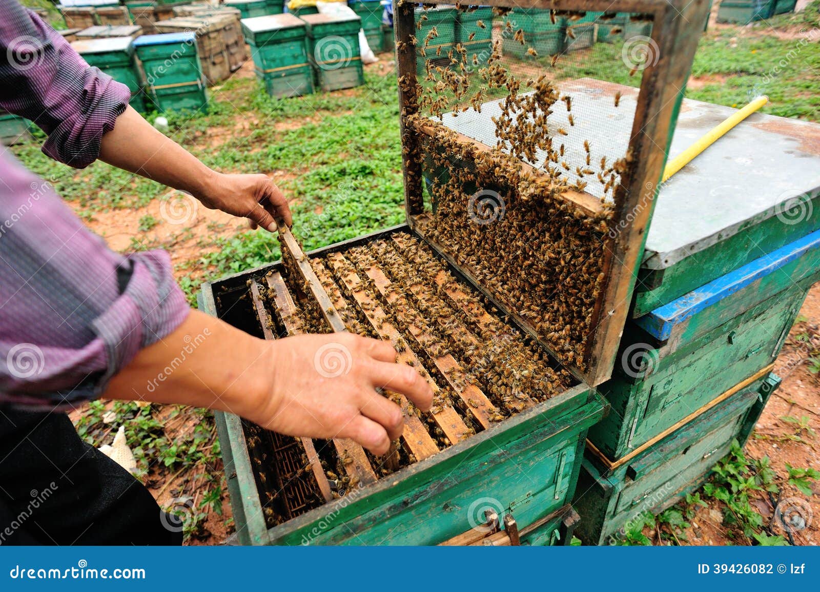 Beehive and bees stock photo. Image of male, hive, farmer - 39426082