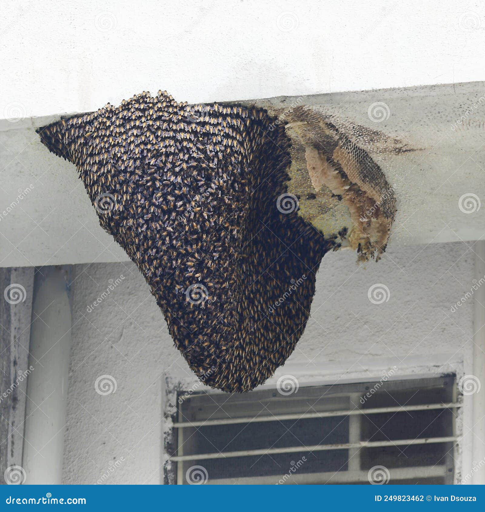Beehive Being Constructed by a Team of Worker Honey Bees Stock Photo ...