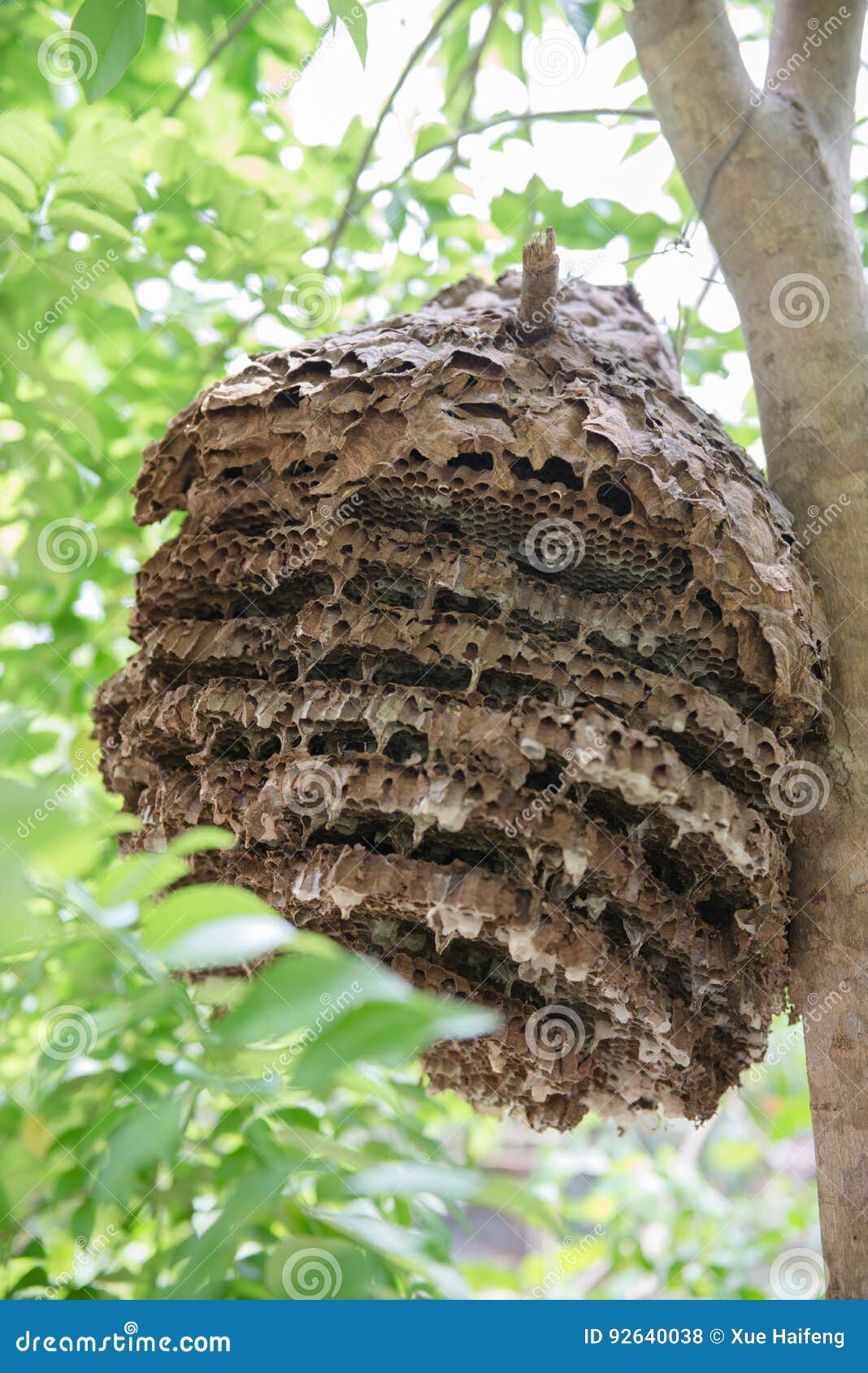Beehive stock photo. Image of insect, leaf, tree, wild - 92640038