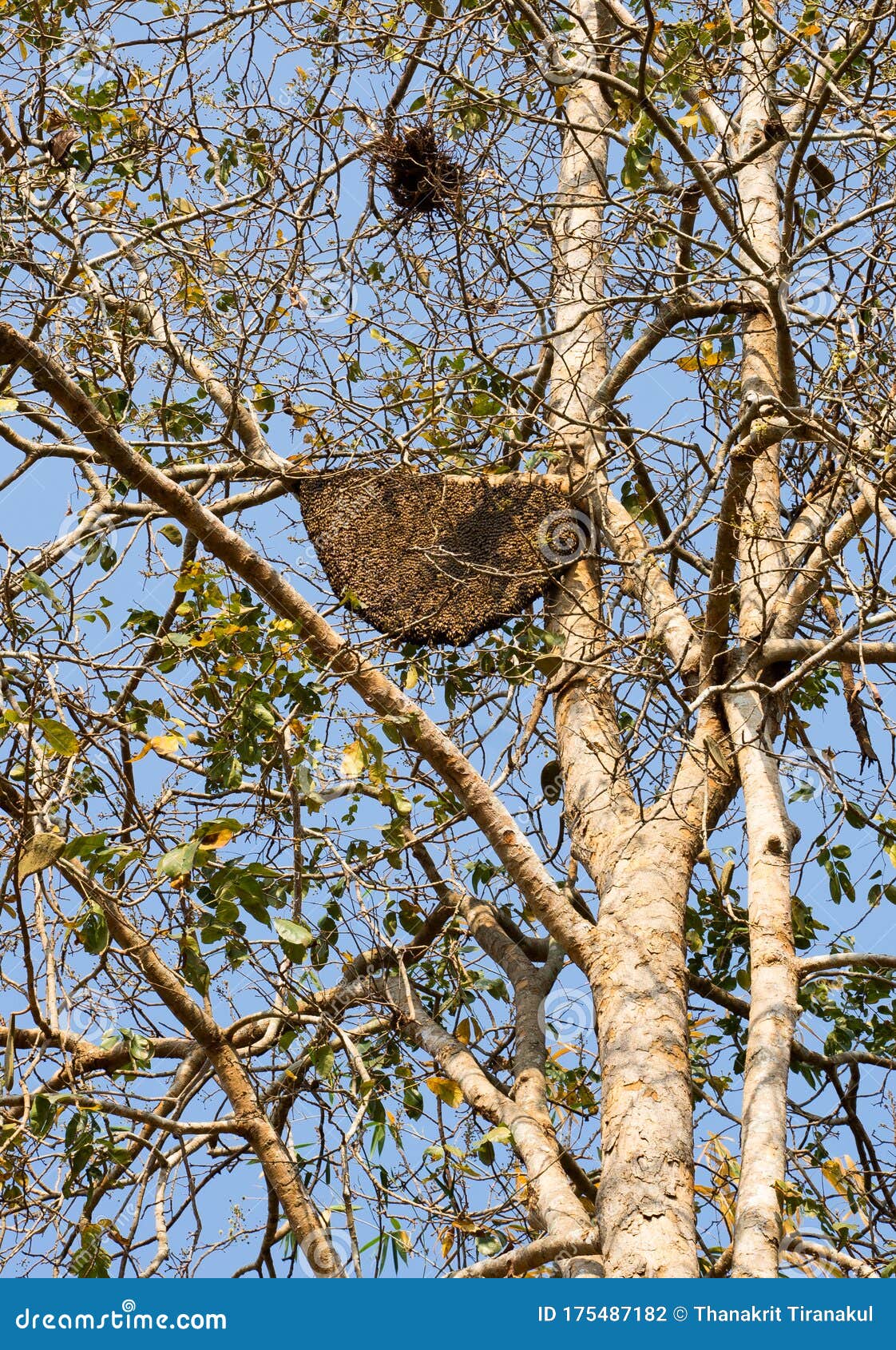 Beehive on very high tree stock photo. Image of beehive - 175487182