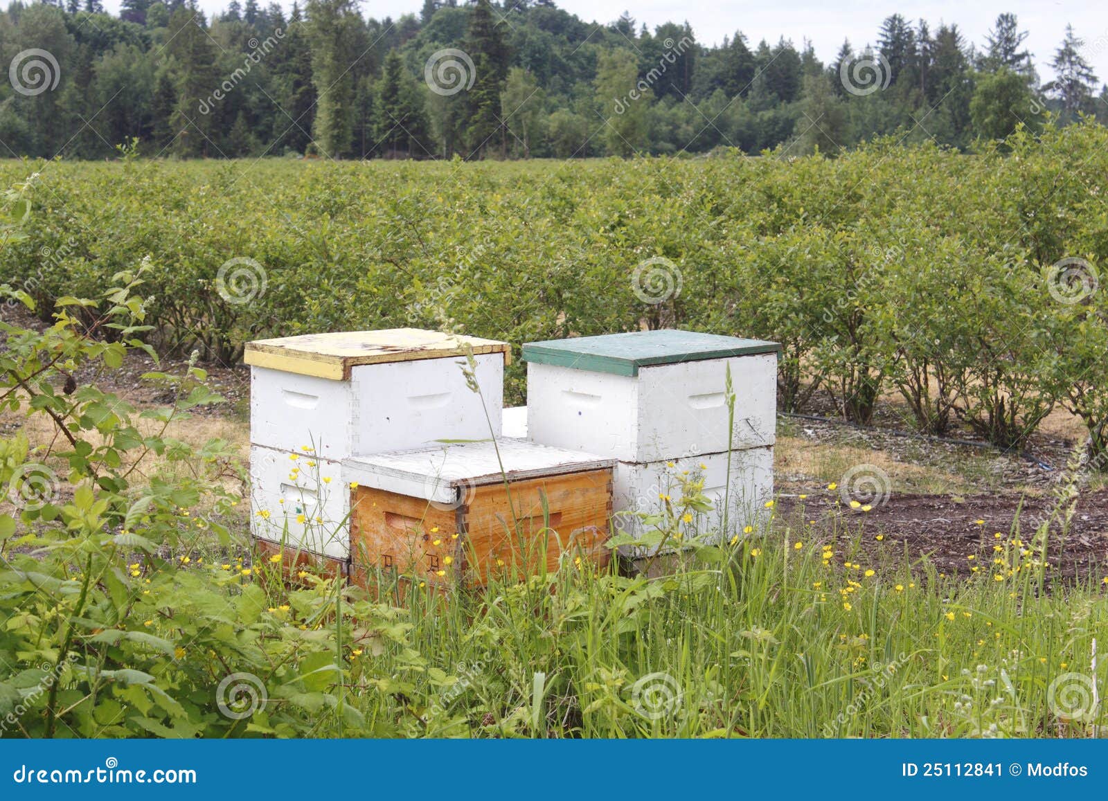 Beehive Boxes stock image. Image of industry, beehive - 25112841